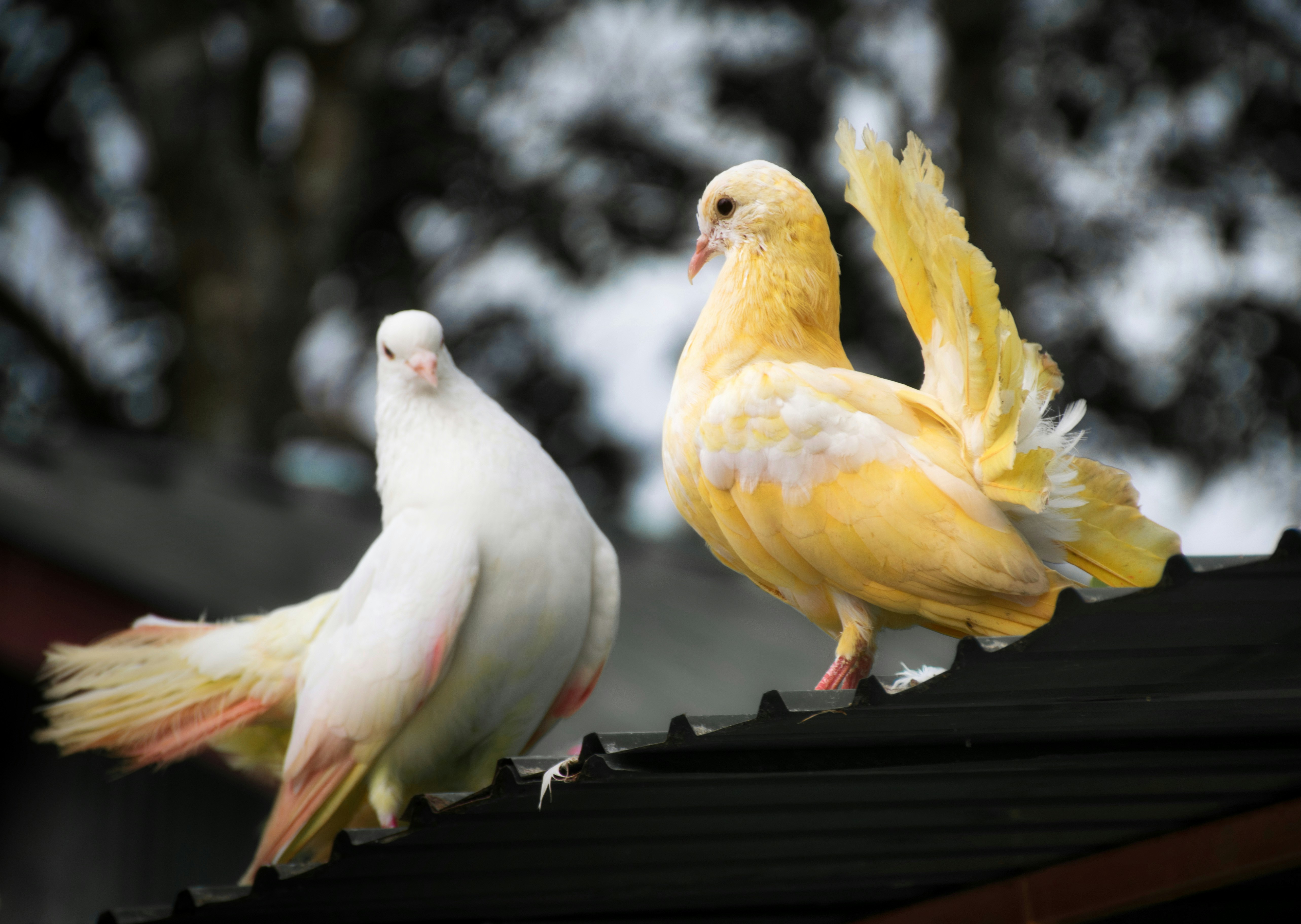 Sunlit Yellow Dove and White Dove Perching on a Rooftop Ridge