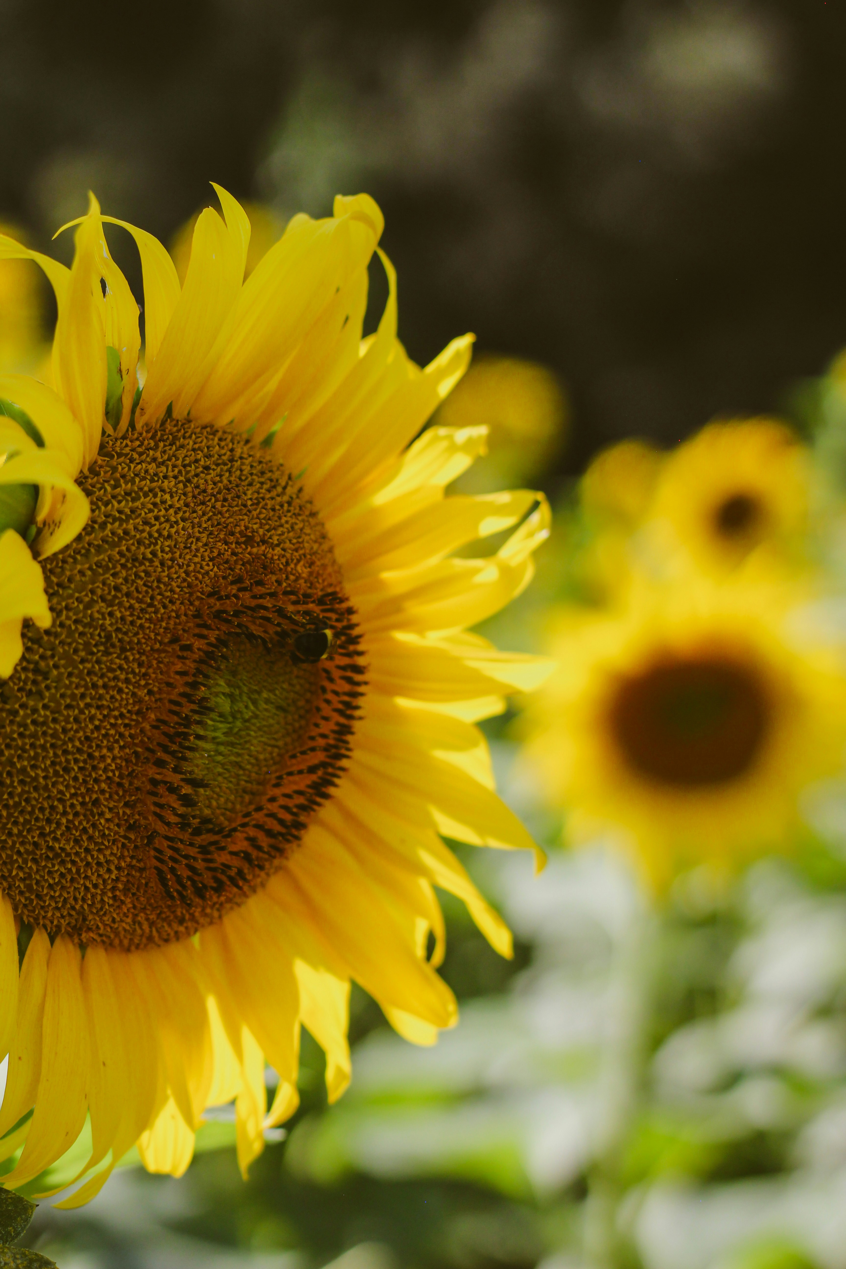 Sunlit Sentinel: A Bold Sunflower Portrait