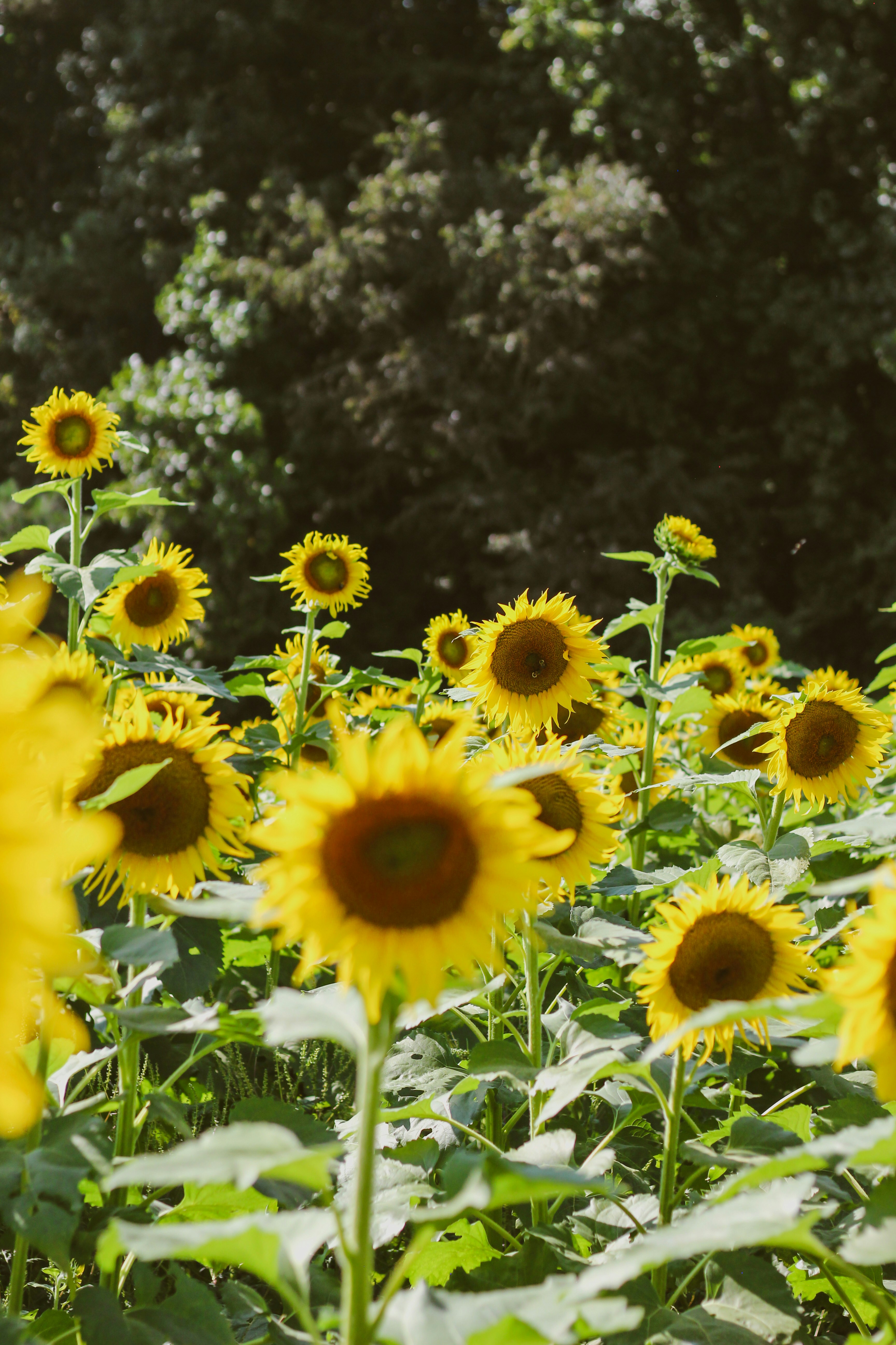 Sunlit Constellation: A Field of Golden Discs