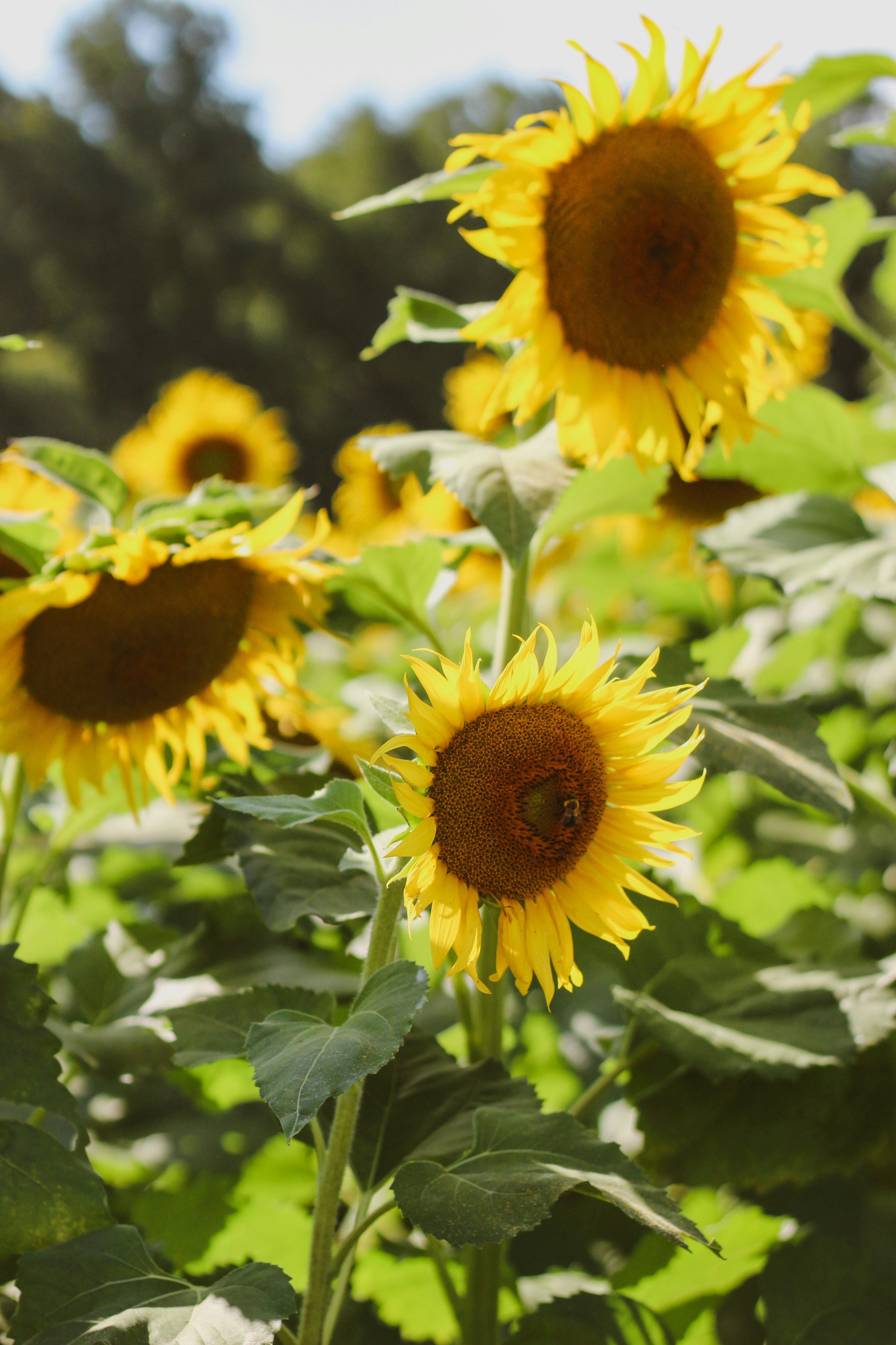 Sunlit Sunflowers in a Breezy Field