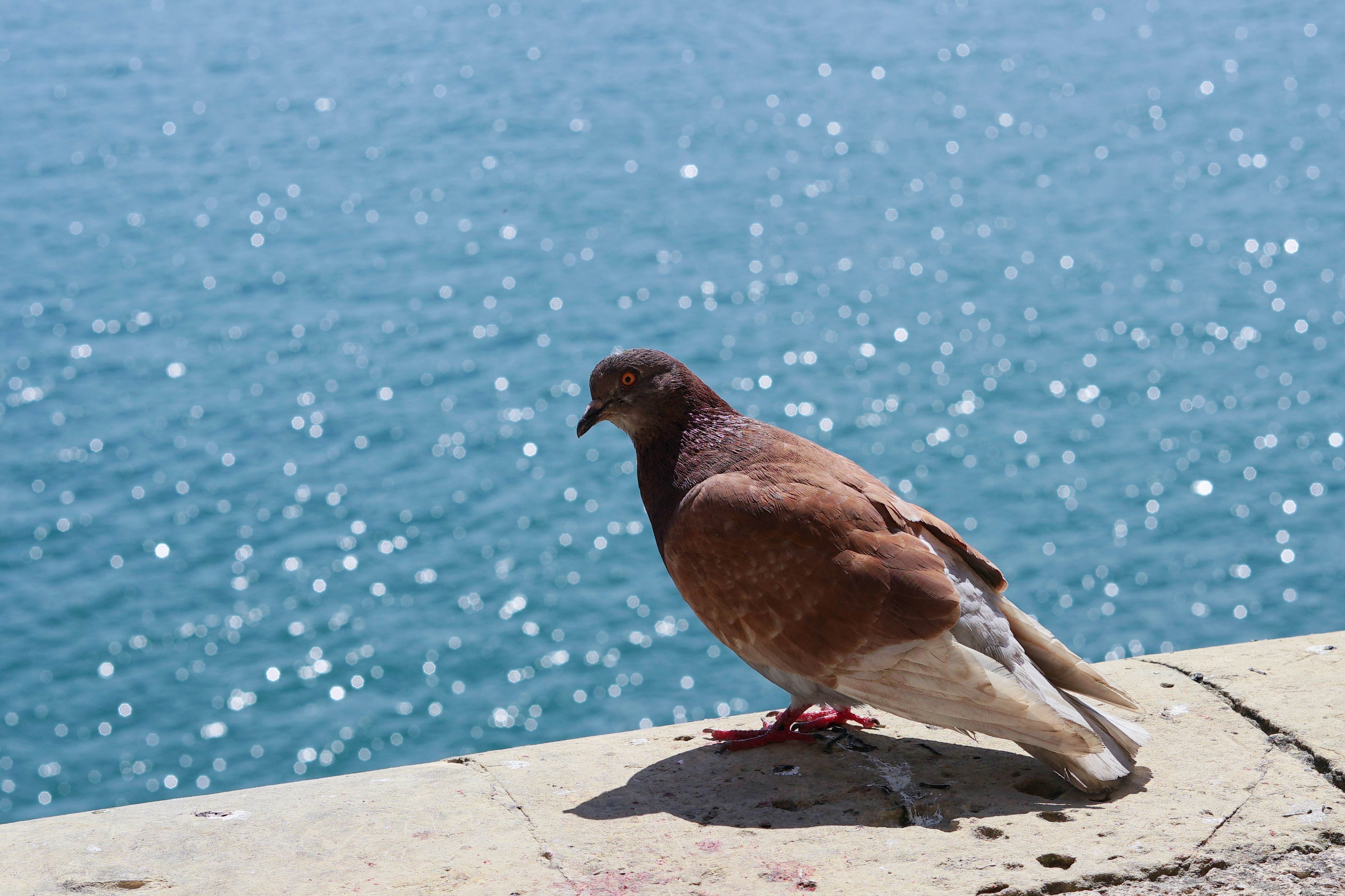Pigeon at the Edge: Quiet Gaze by Sunlit Sea