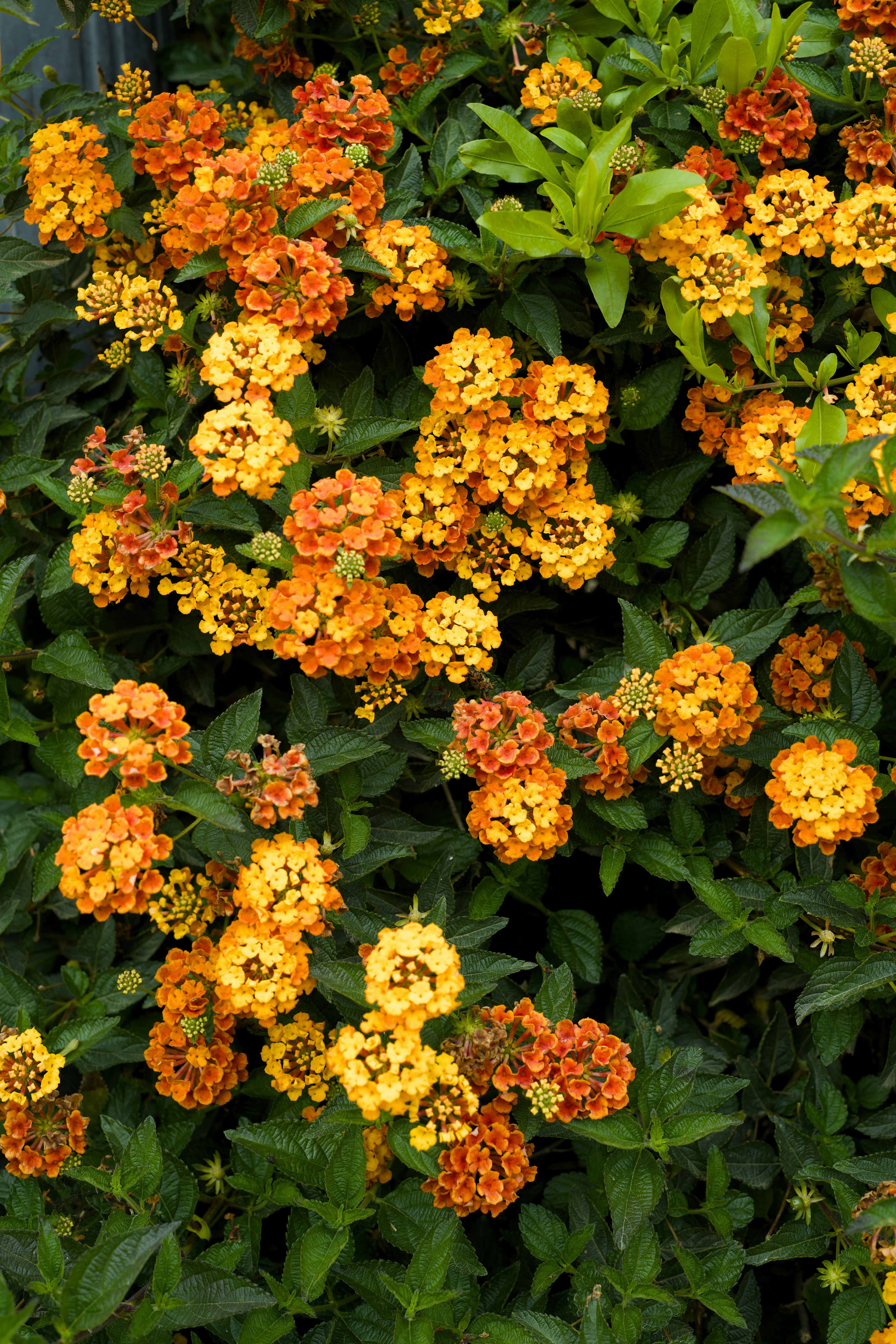 Sunlit Oranges: a Tide of Lantana Bloom