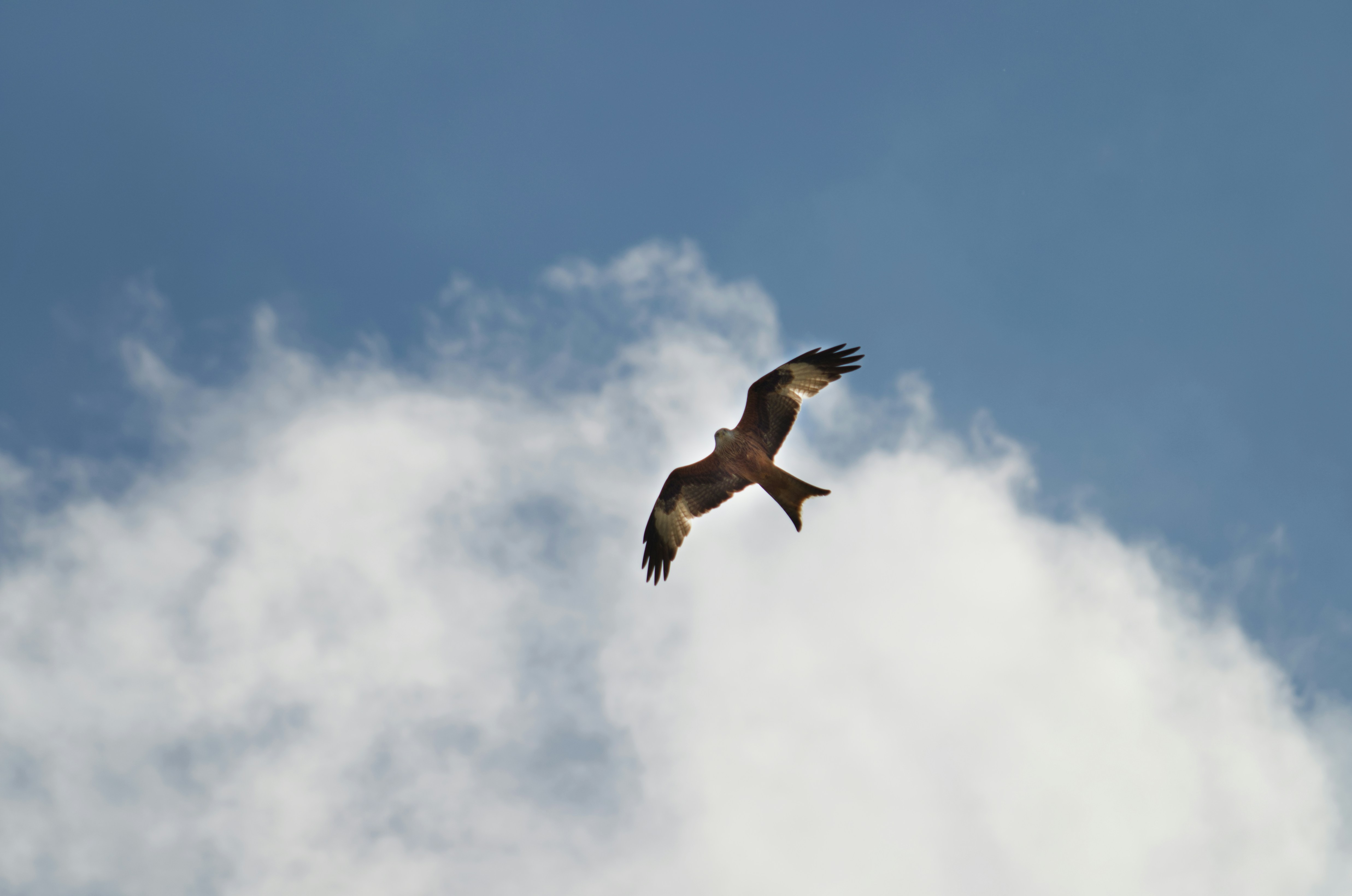 Soaring Sentinel: A lone raptor cuts through a sunlit sky
