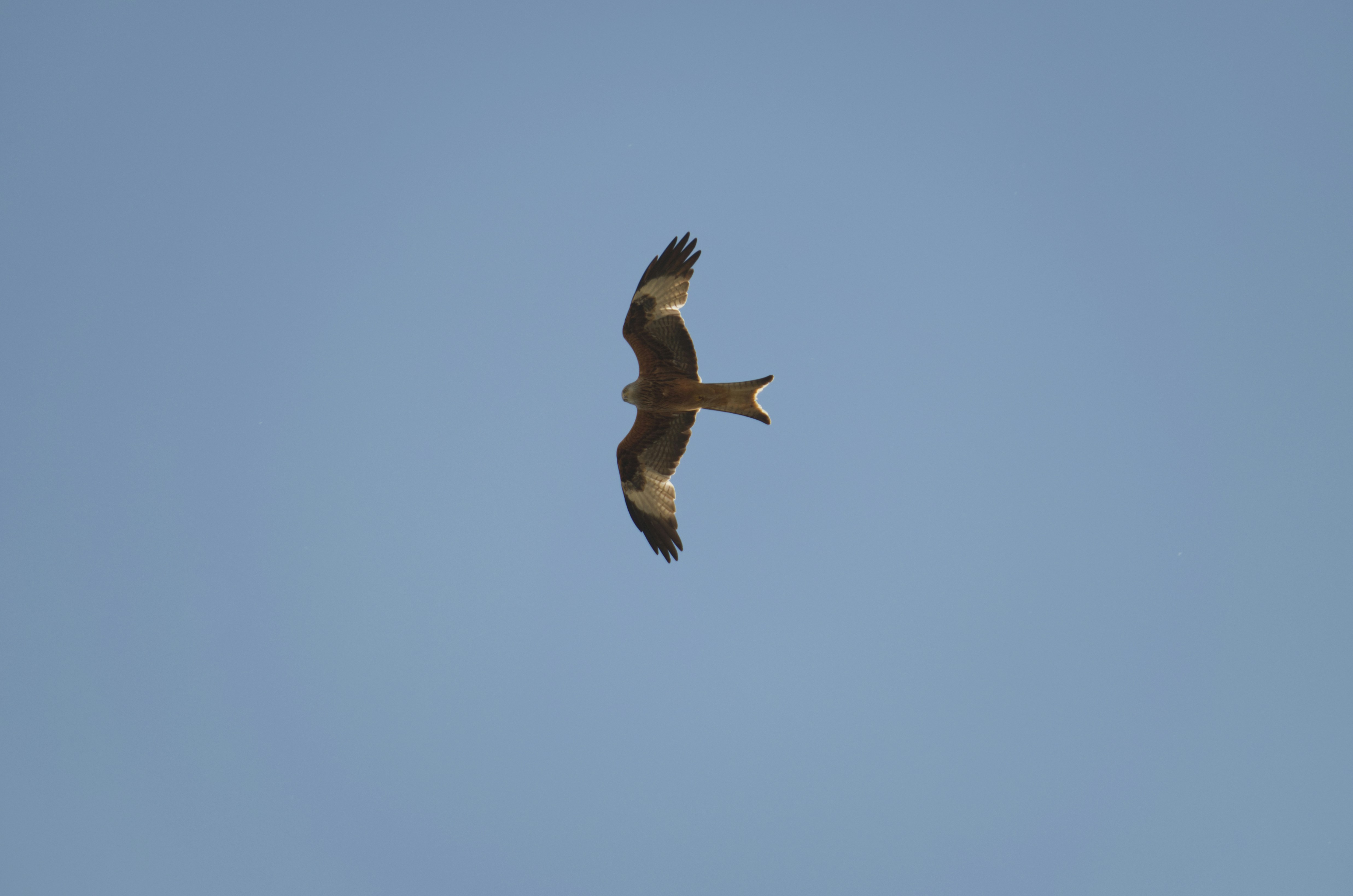 Soaring Silhouette: A Red-Tailed Glide Across Open Sky