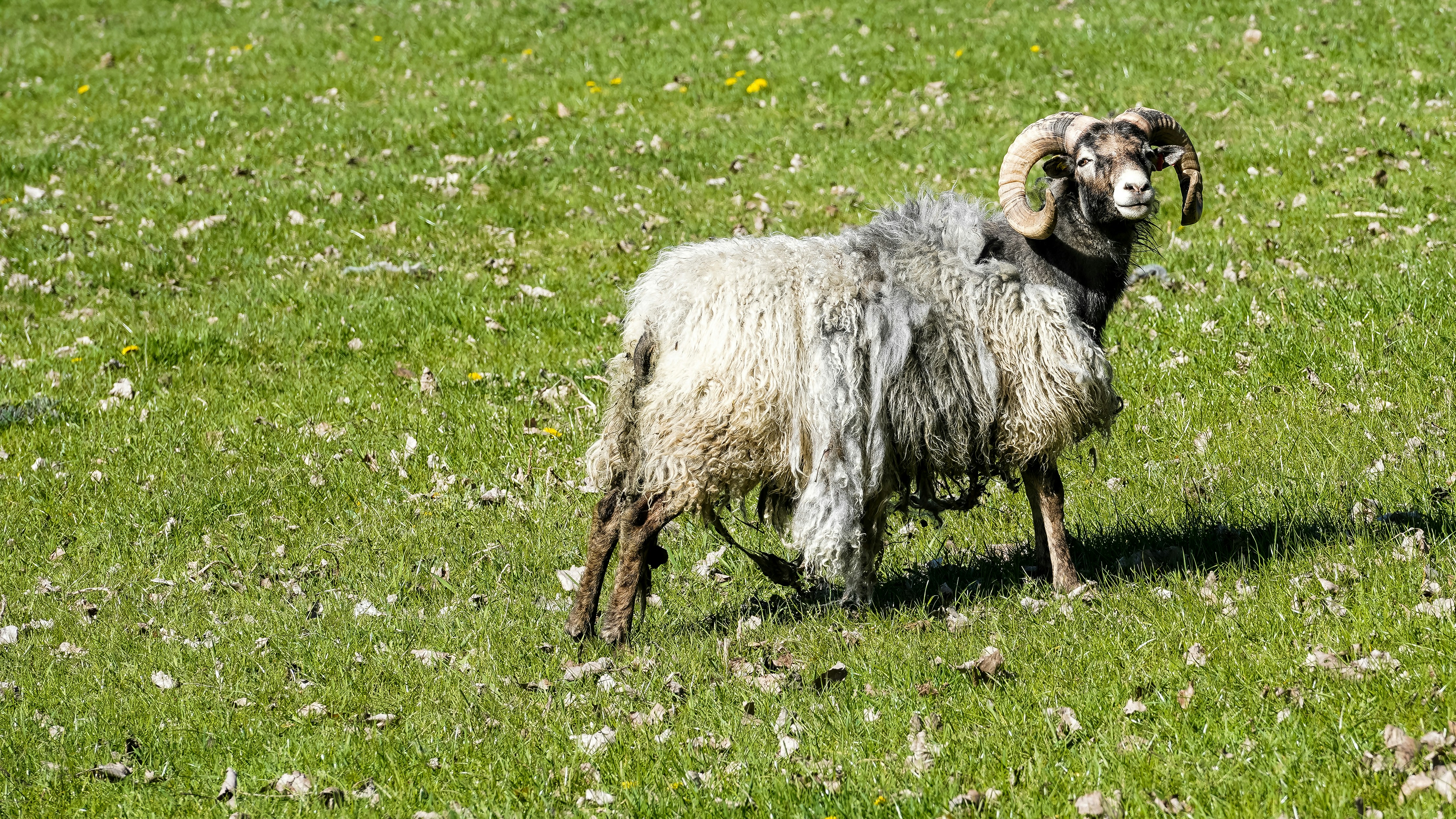 Scarred Harbinger of Spring: A Weathered Ram in a Green Meadow
