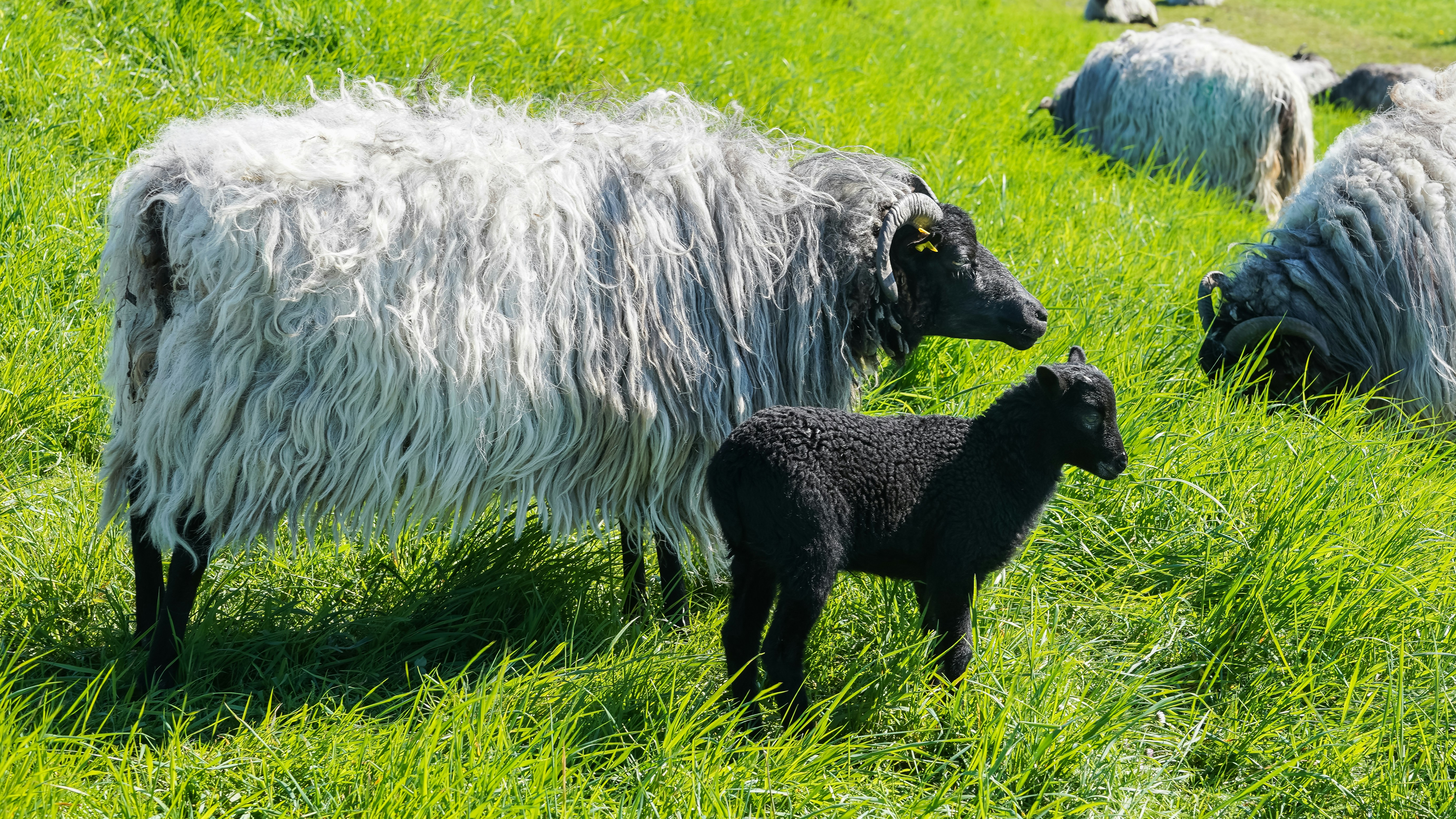 Nurturing Moment: A Shepherd and Her Lamb in Sunlit Pasture