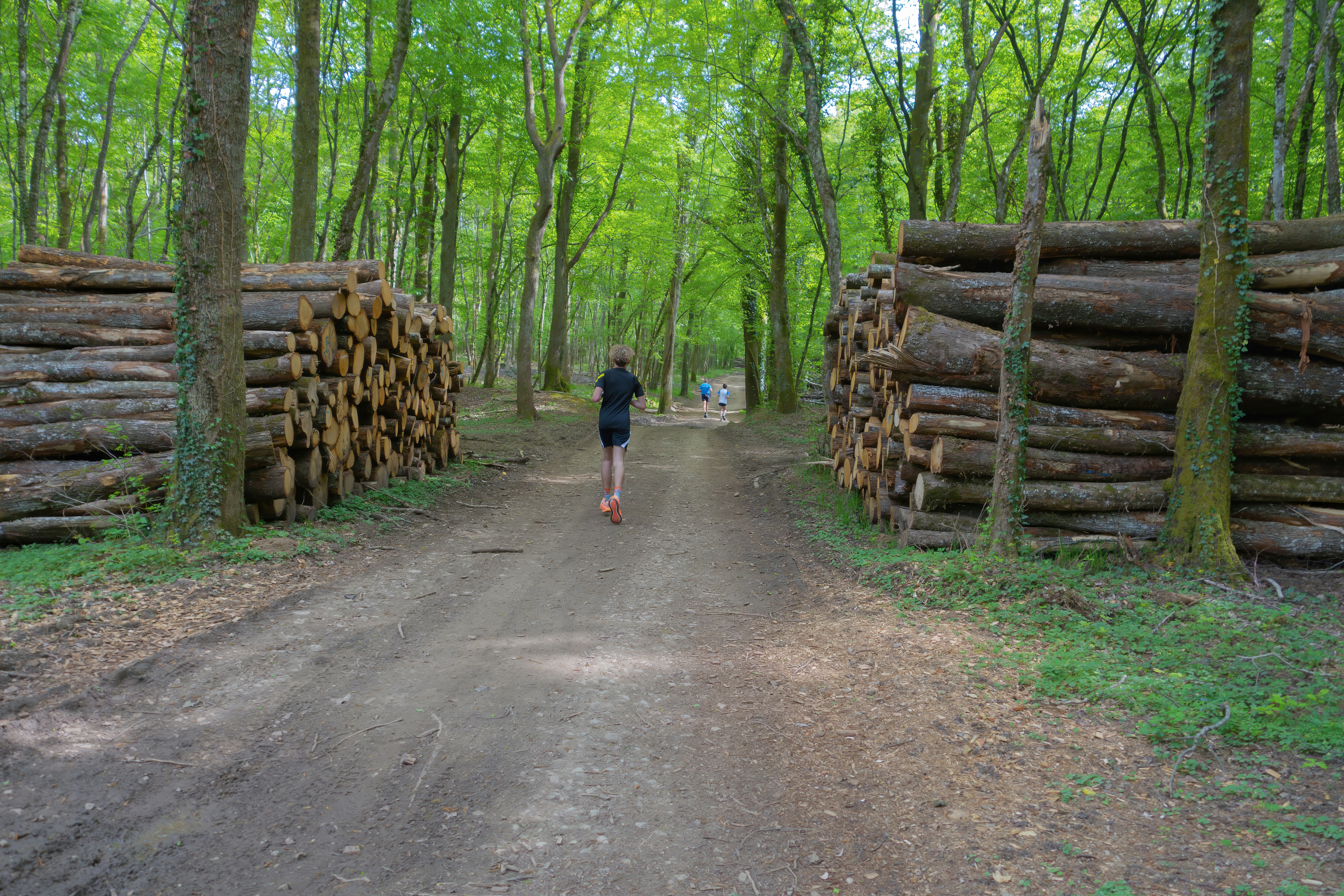 Forest Corridor: A Runner’s Quiet Pause Between Log Burdens
