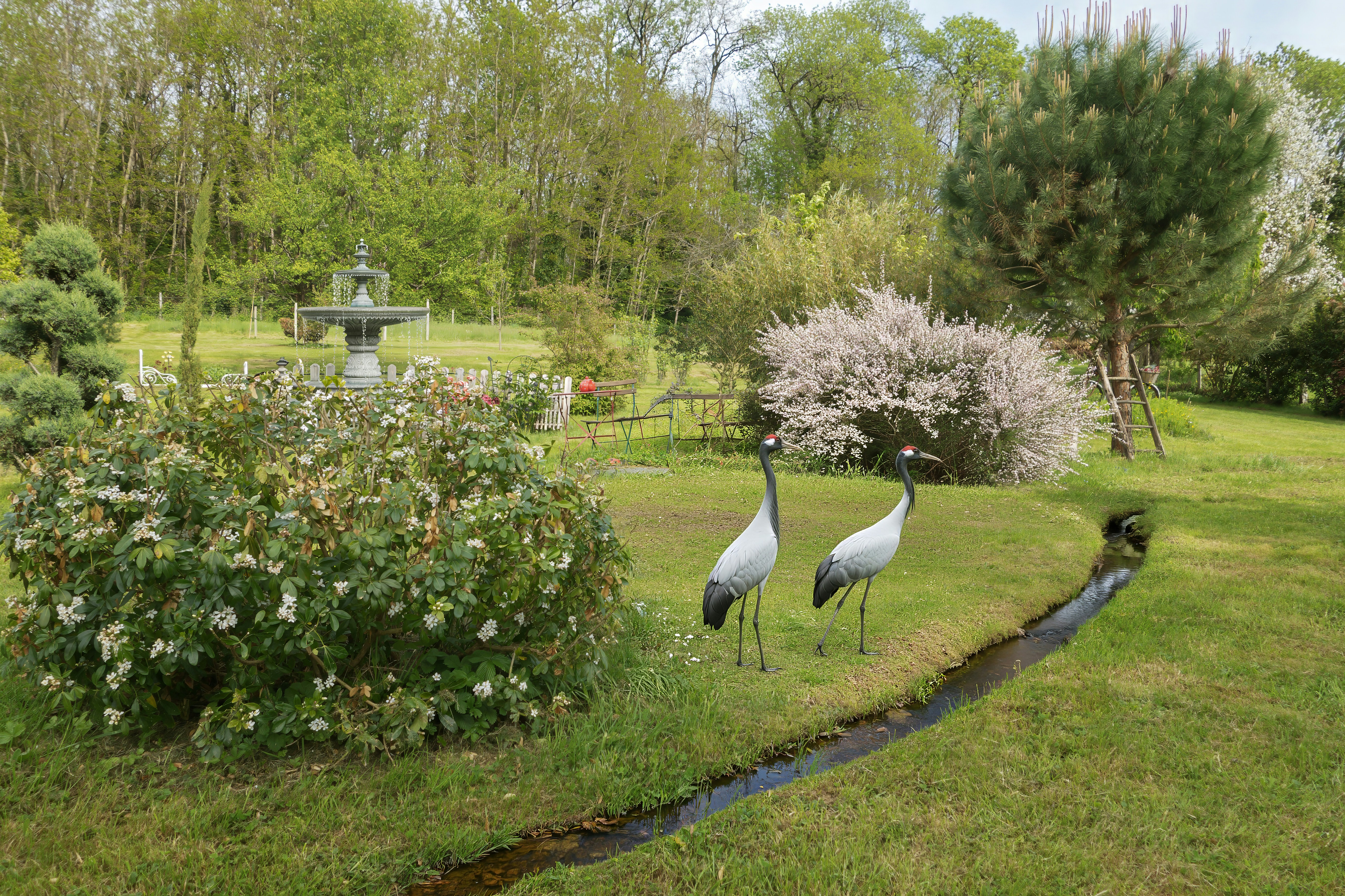 Garden Herons at Dappled Pond