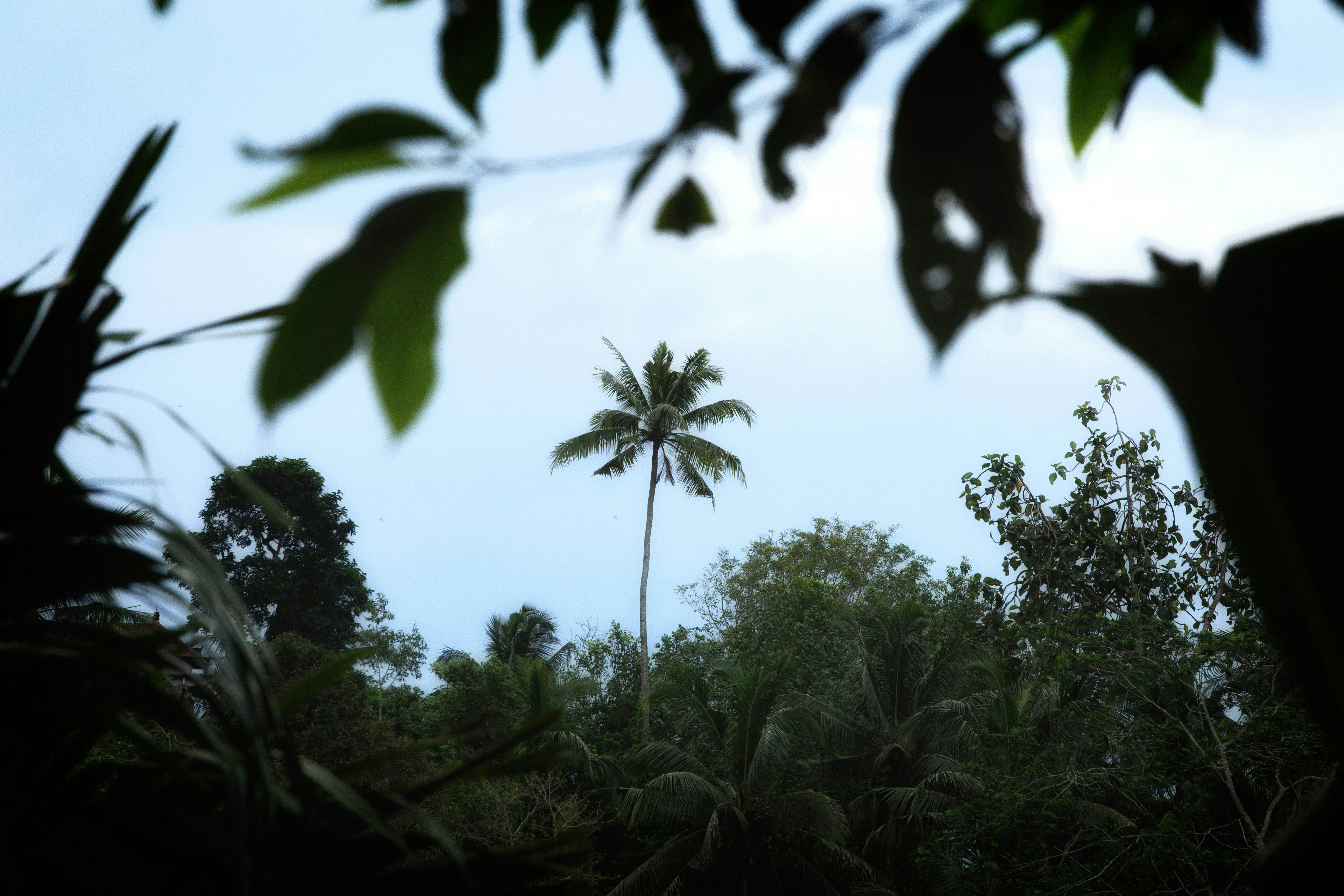 Crown of Palm on a Quiet Tropical Morning