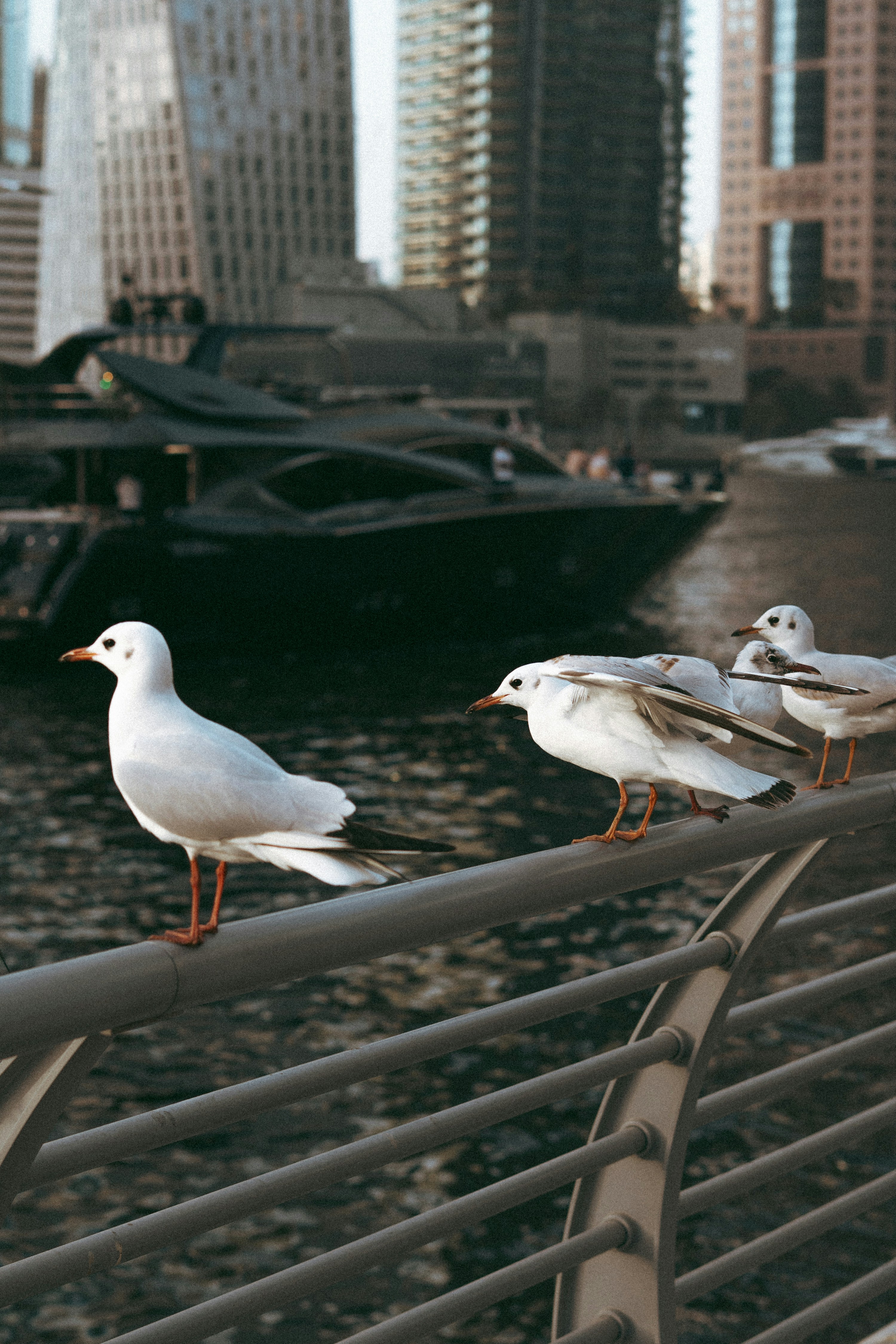 Seagulls Along the Floating City Pier