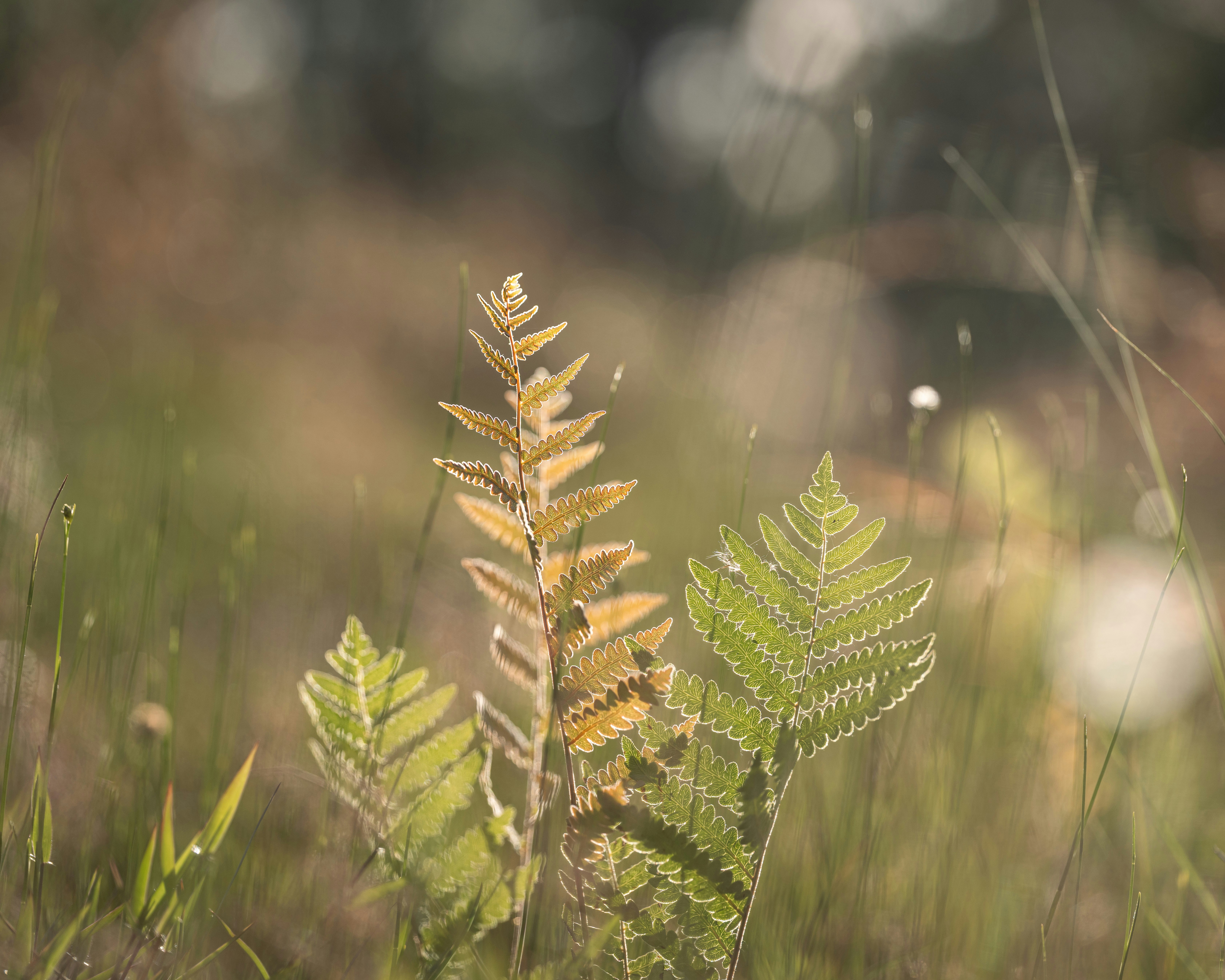 Sunlit Ferns in a Quiet Meadow
