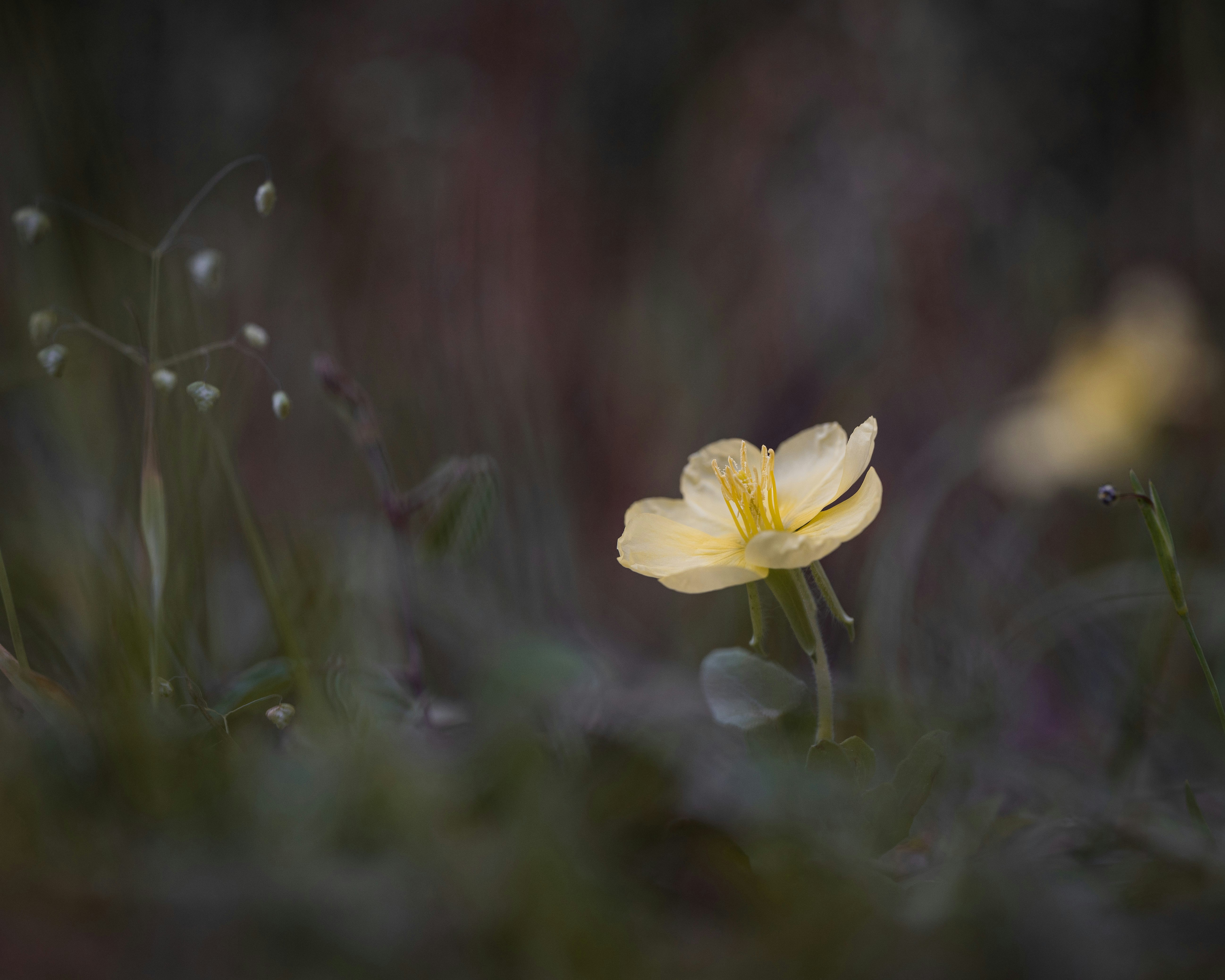 A Quiet Corner Bloom: Golden Petal in a Velvet Field