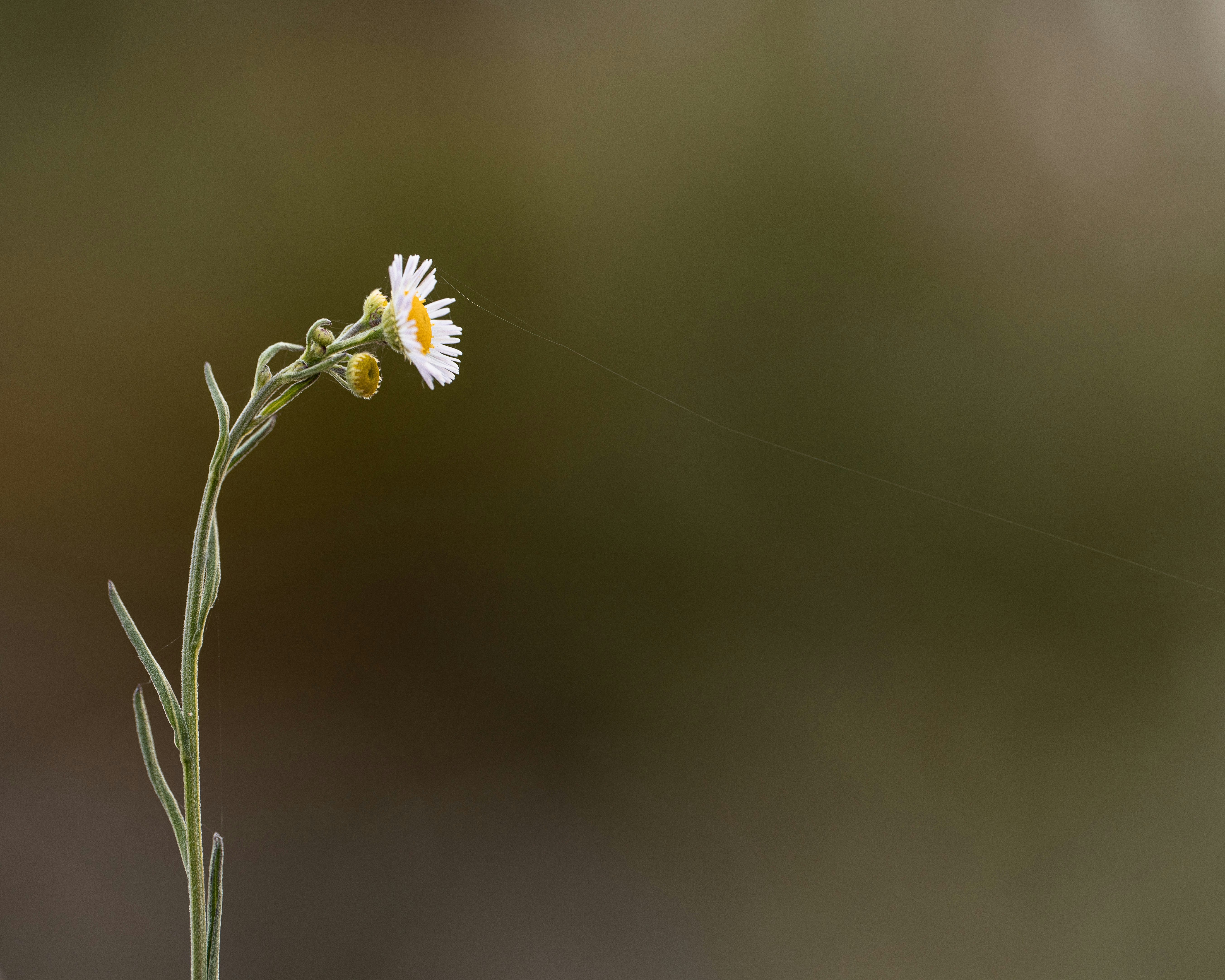 A solitary daisy on a slender stalk threads a fragile veil of spiderweb