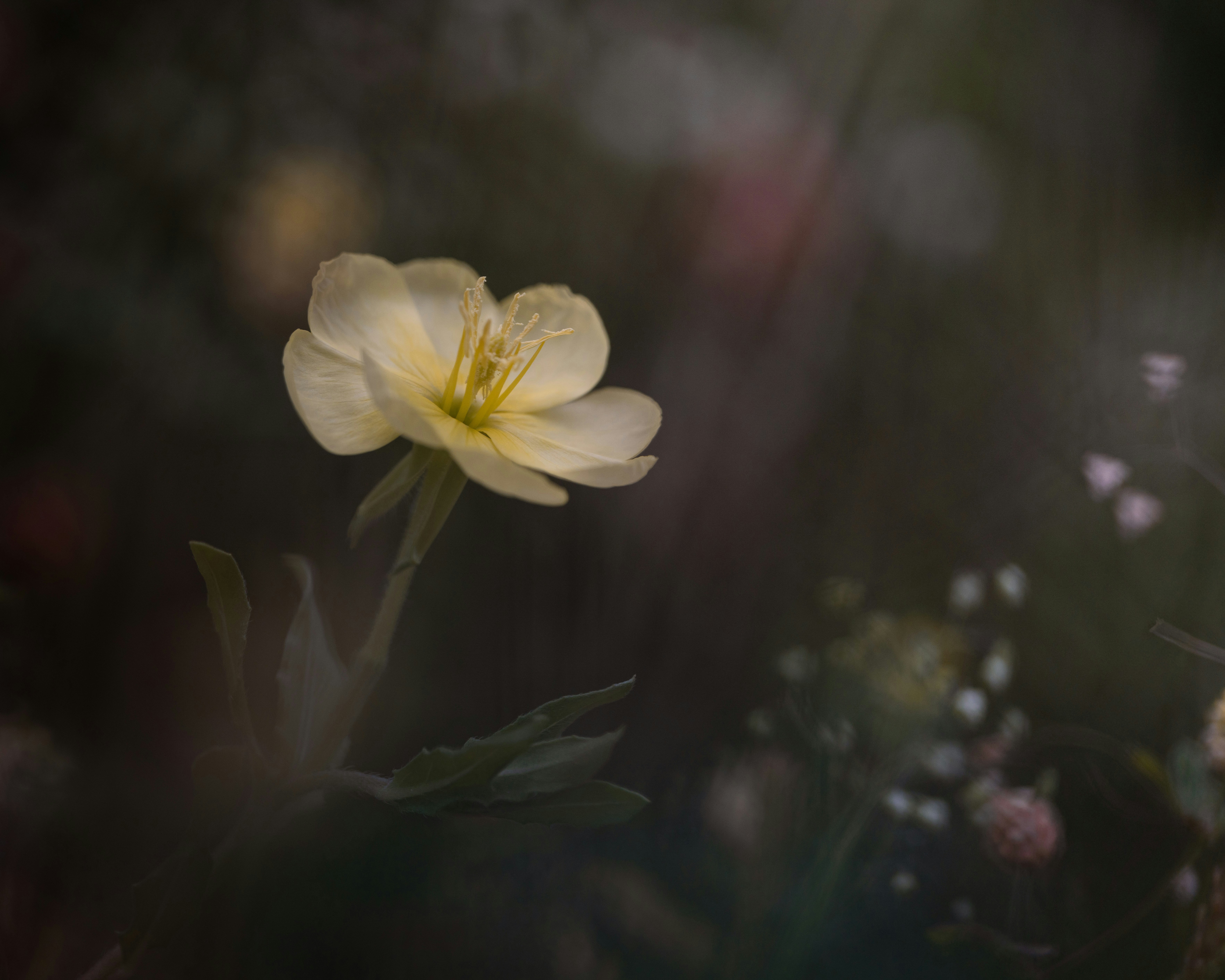 Soft Bloom in Gentle Haze