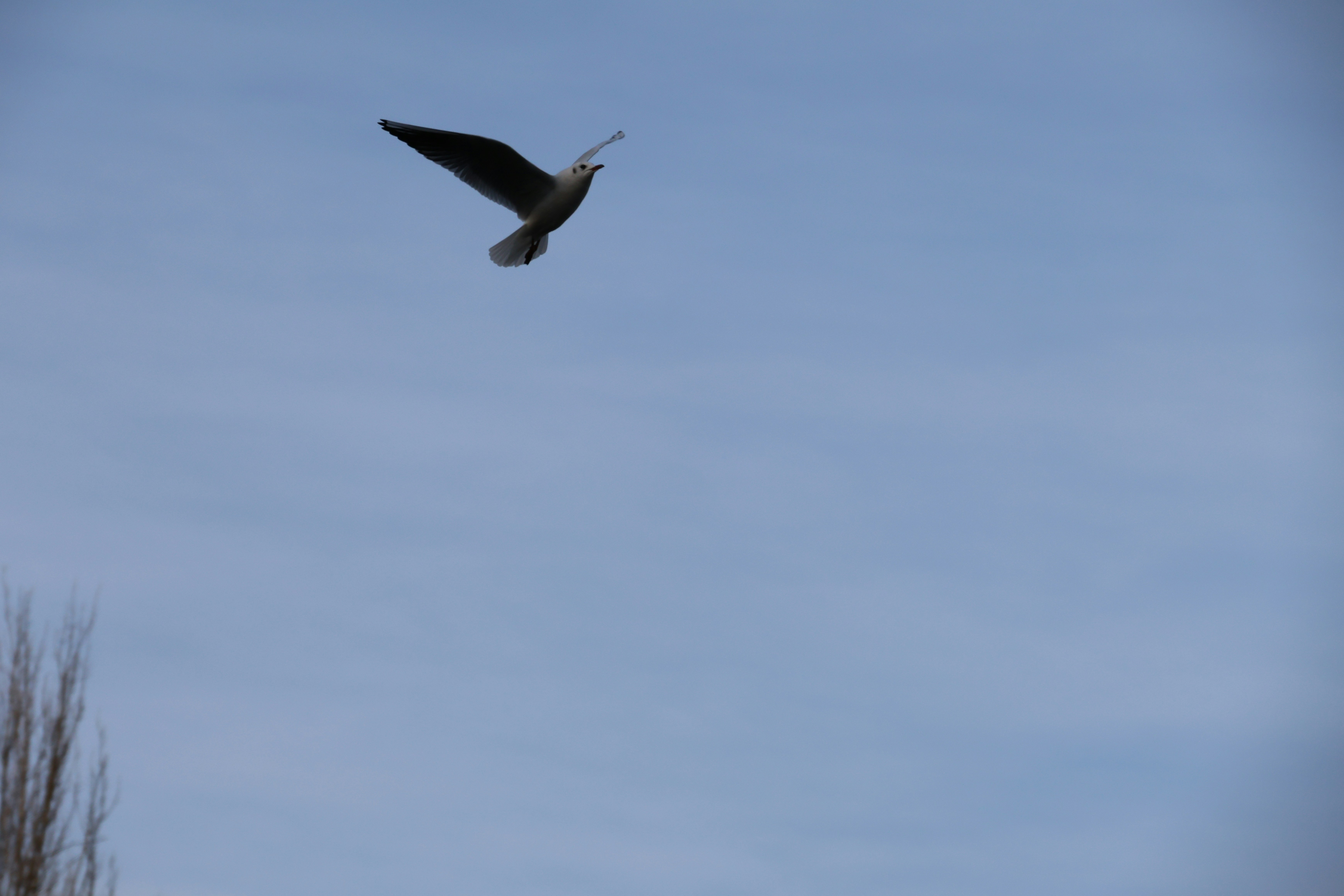 Soaring silhouette: a lone gull arcs through pale blue skies