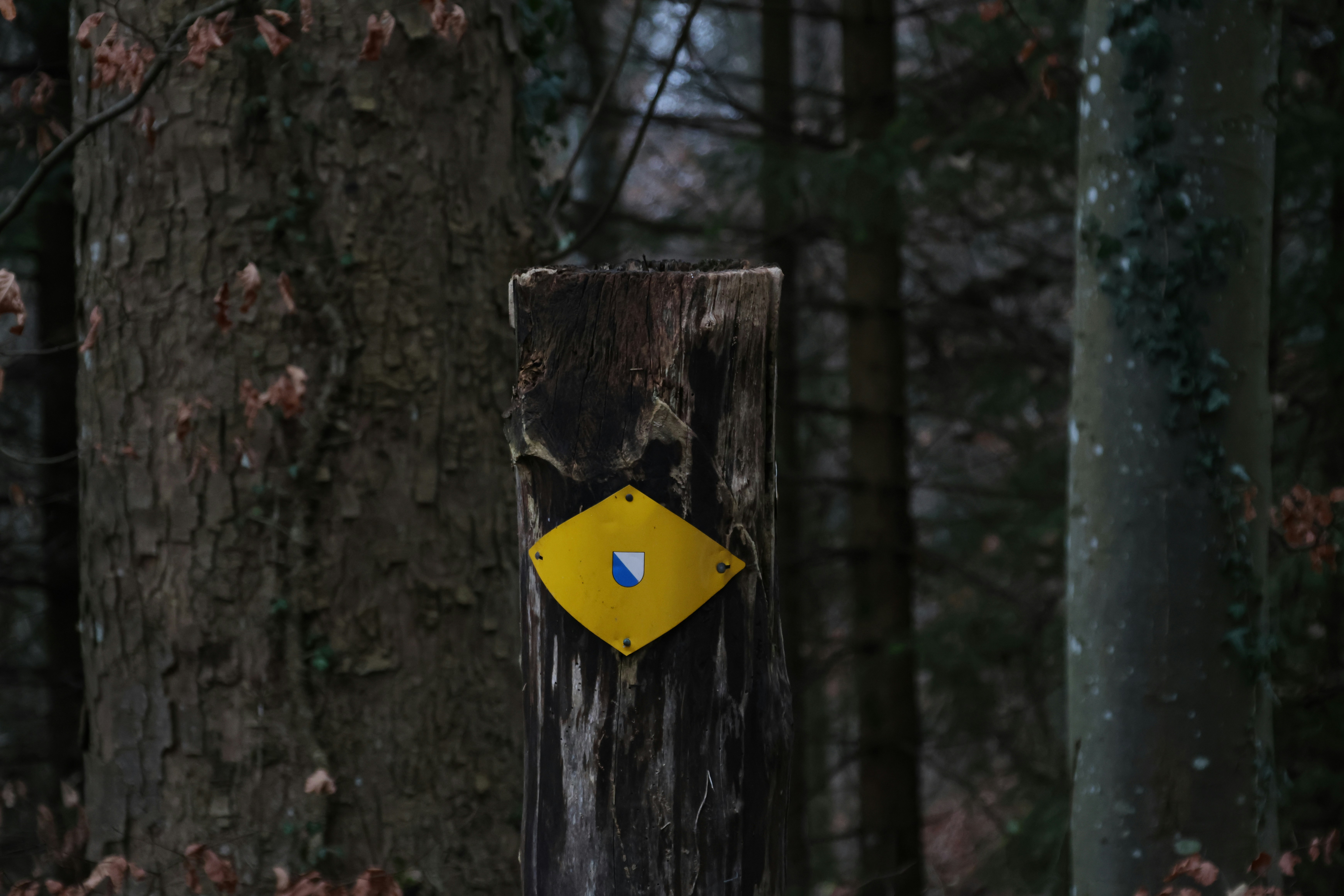 Yellow Diamond Marker on Weathered Post in Dim Forest