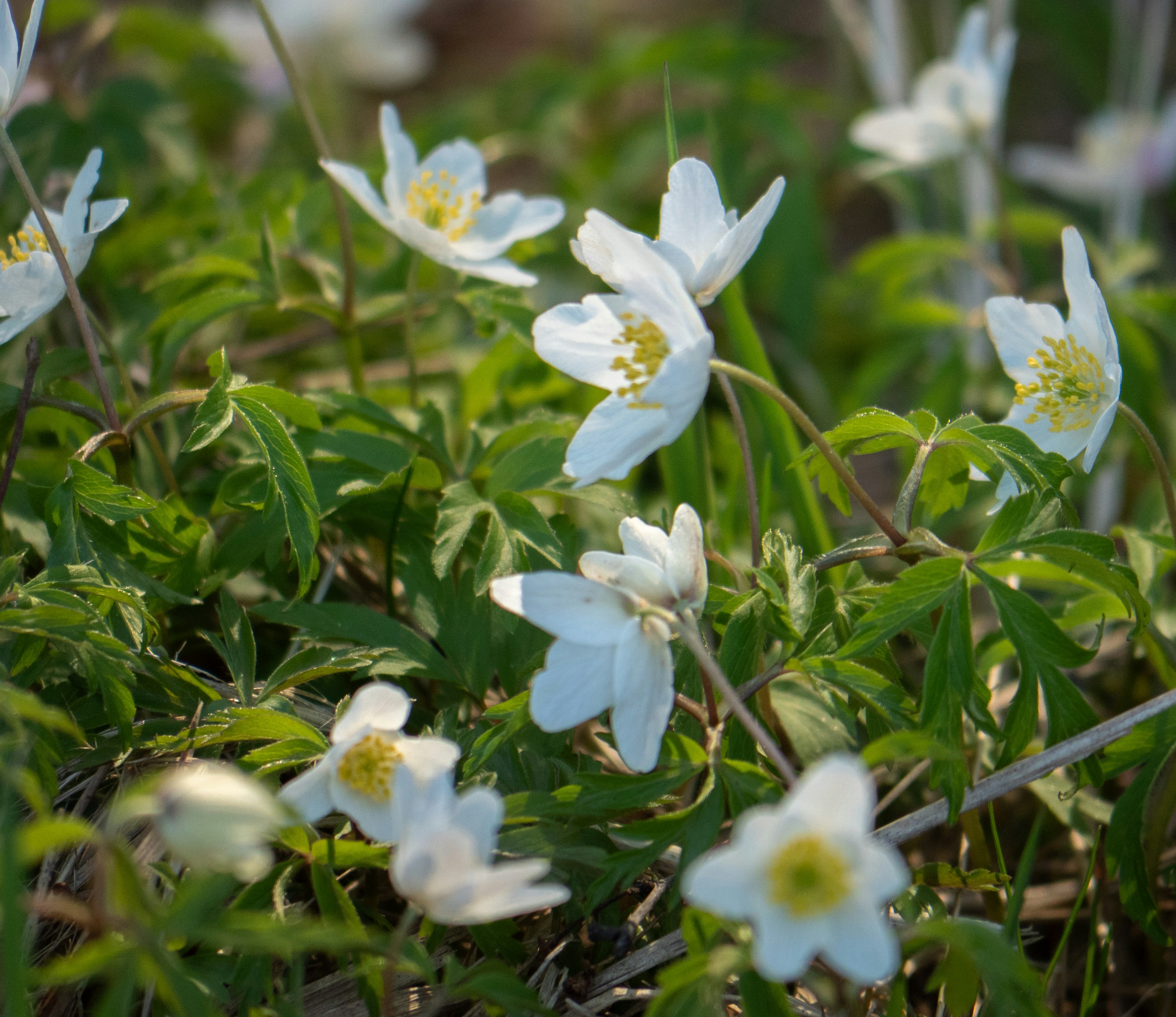 White anemone blooms weave through green leaves in soft spring light