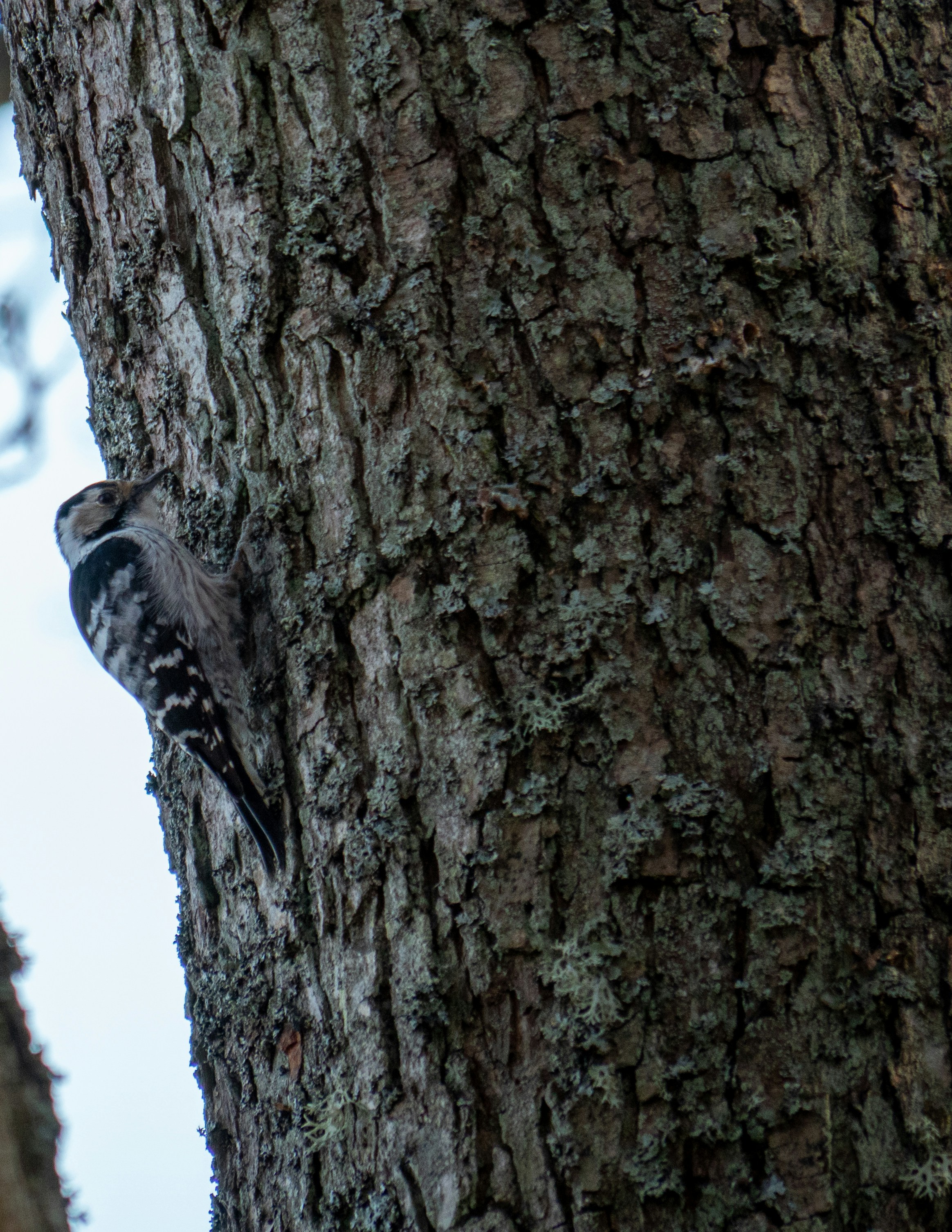 Slow Climb: A Woodpecker Clings to a Moss-Covered Trunk
