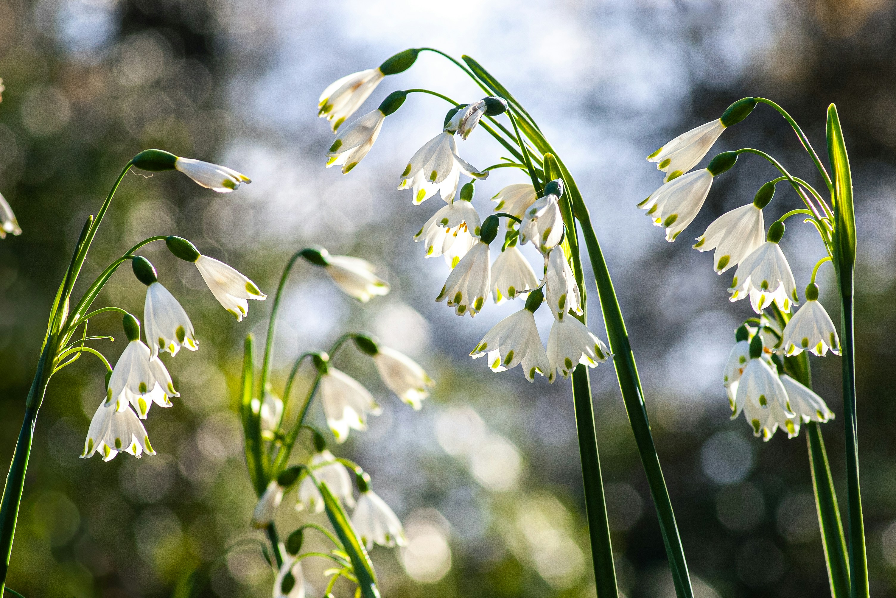 Snowdrops in Soft Focus: Morning Light Framing the Awakening Garden