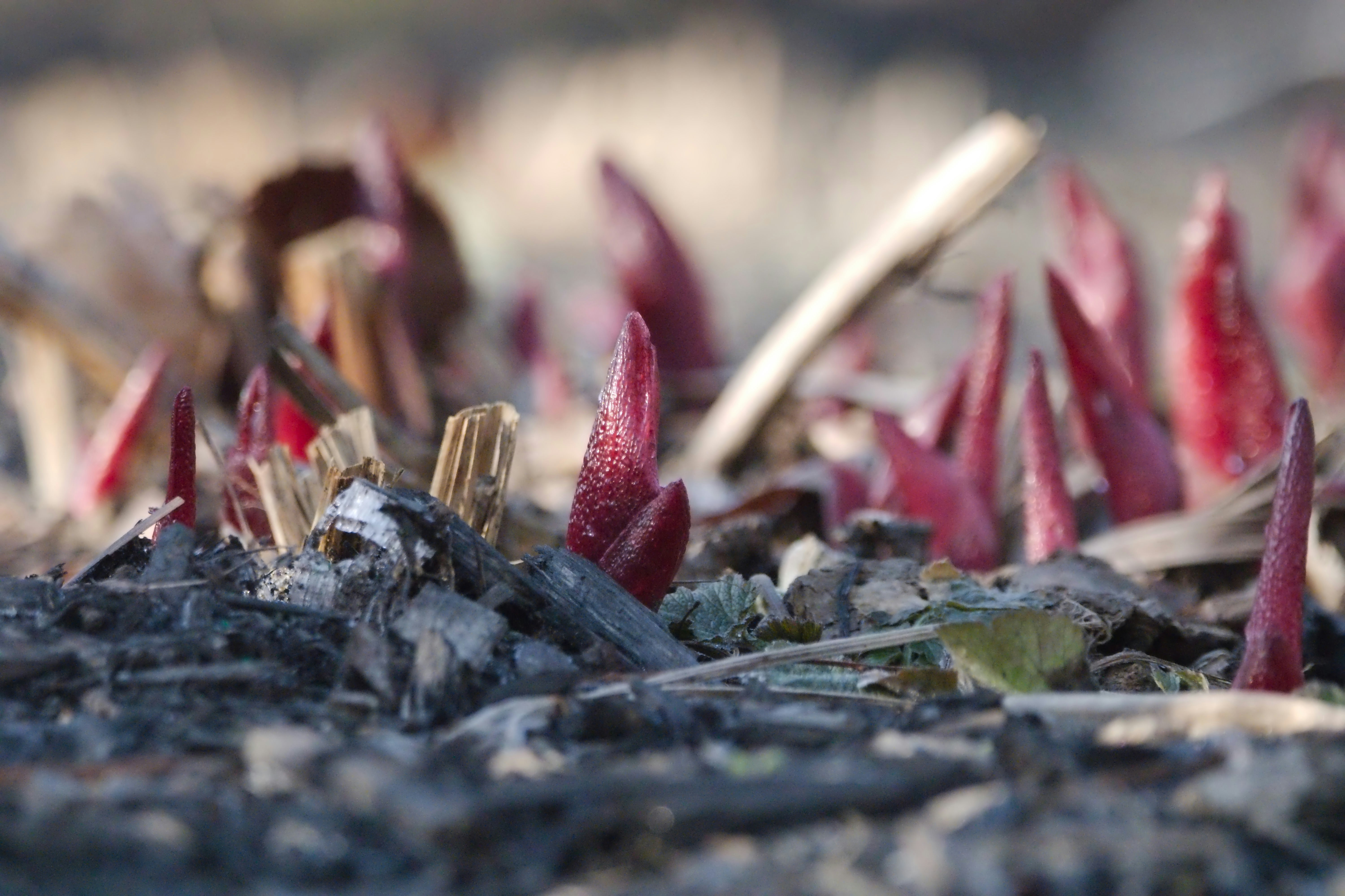 Emerald Sprouts Reaching Through Charcoal Ground