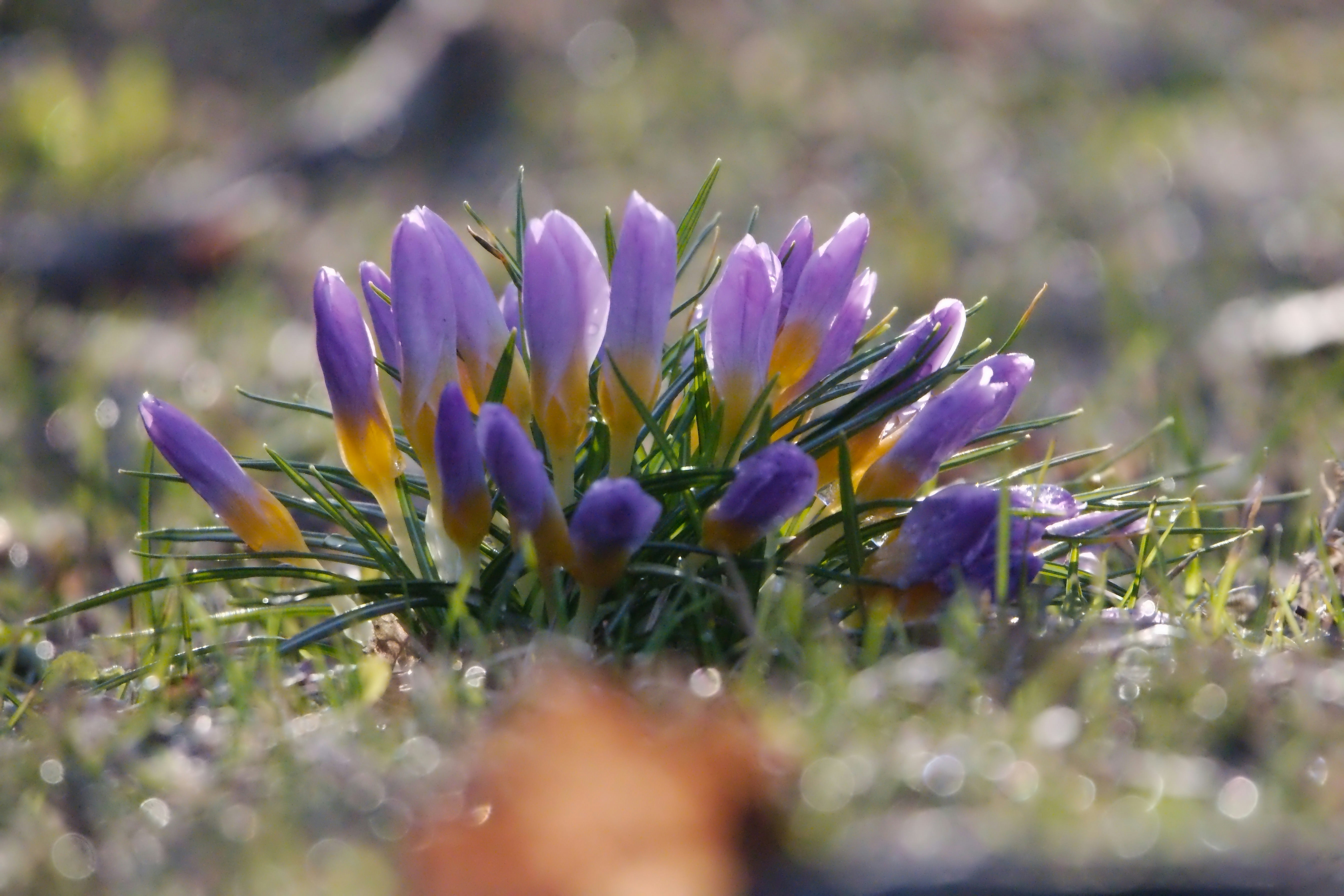 Purple crocus cluster breaking through early spring grass