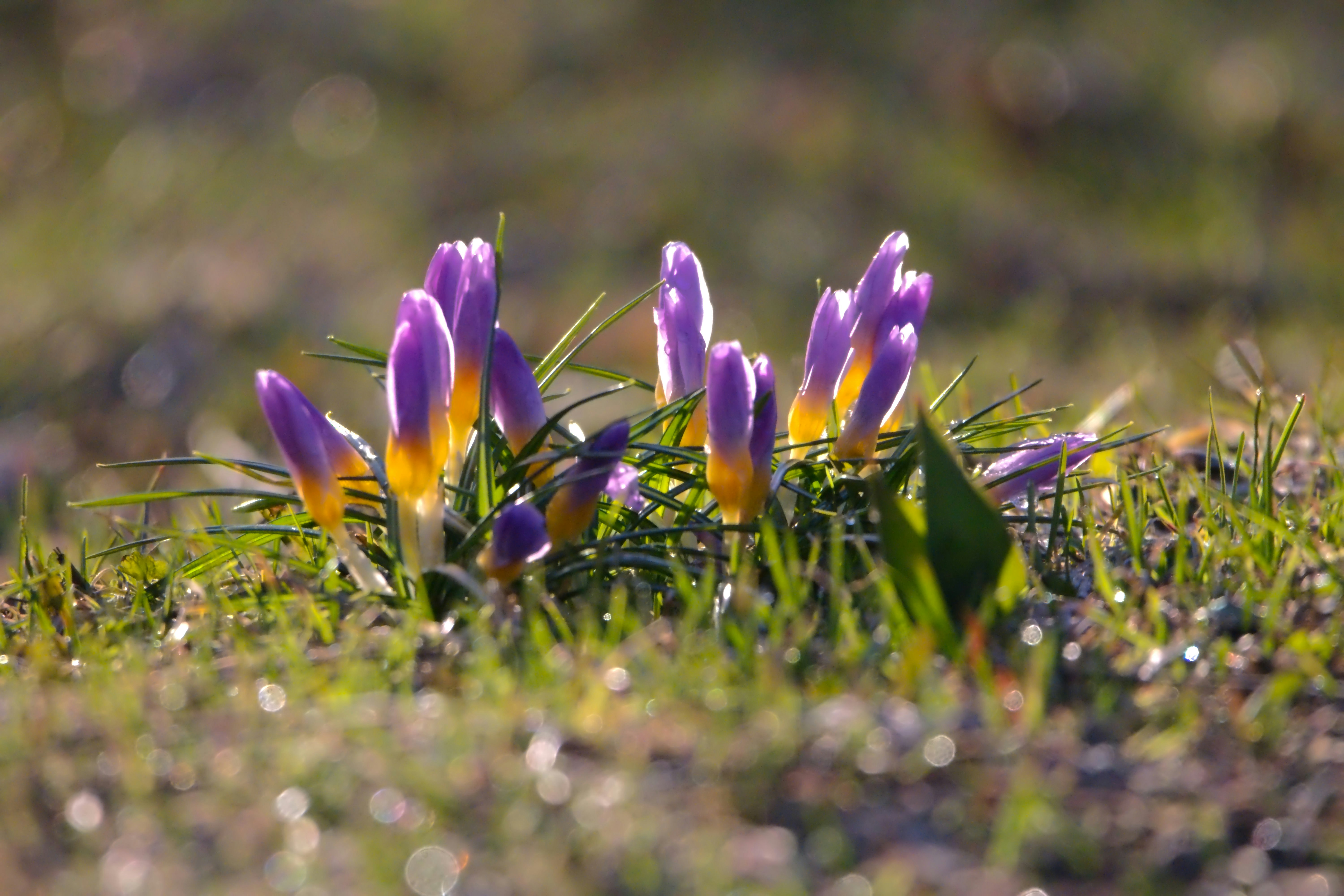 First Light for Purple Crocuses in a Dewy Meadow