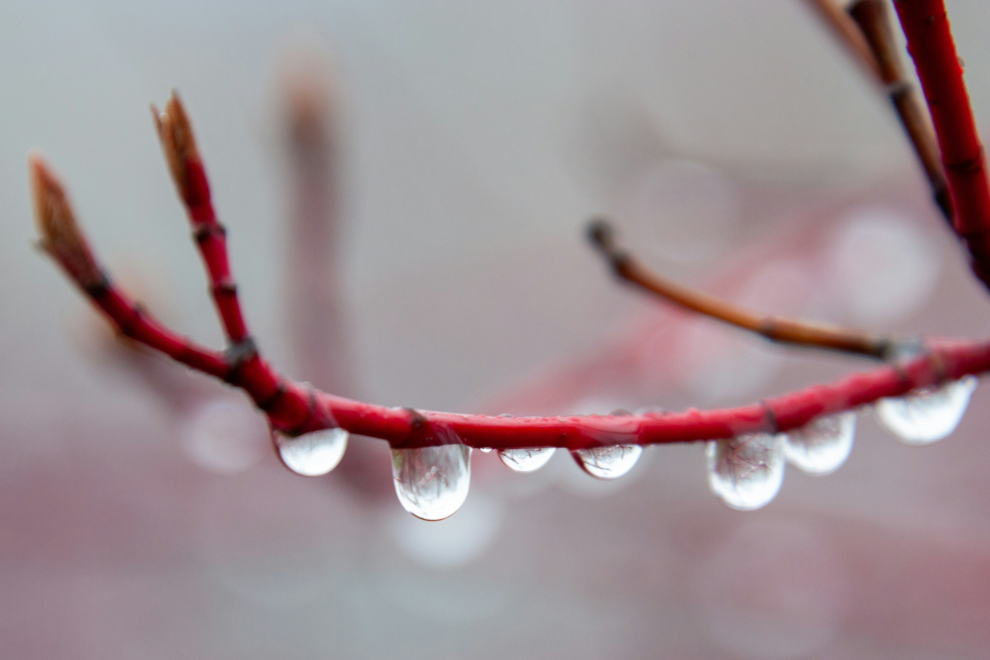 Dewy Red Twig: Crystal Droplets on a Slim Branch
