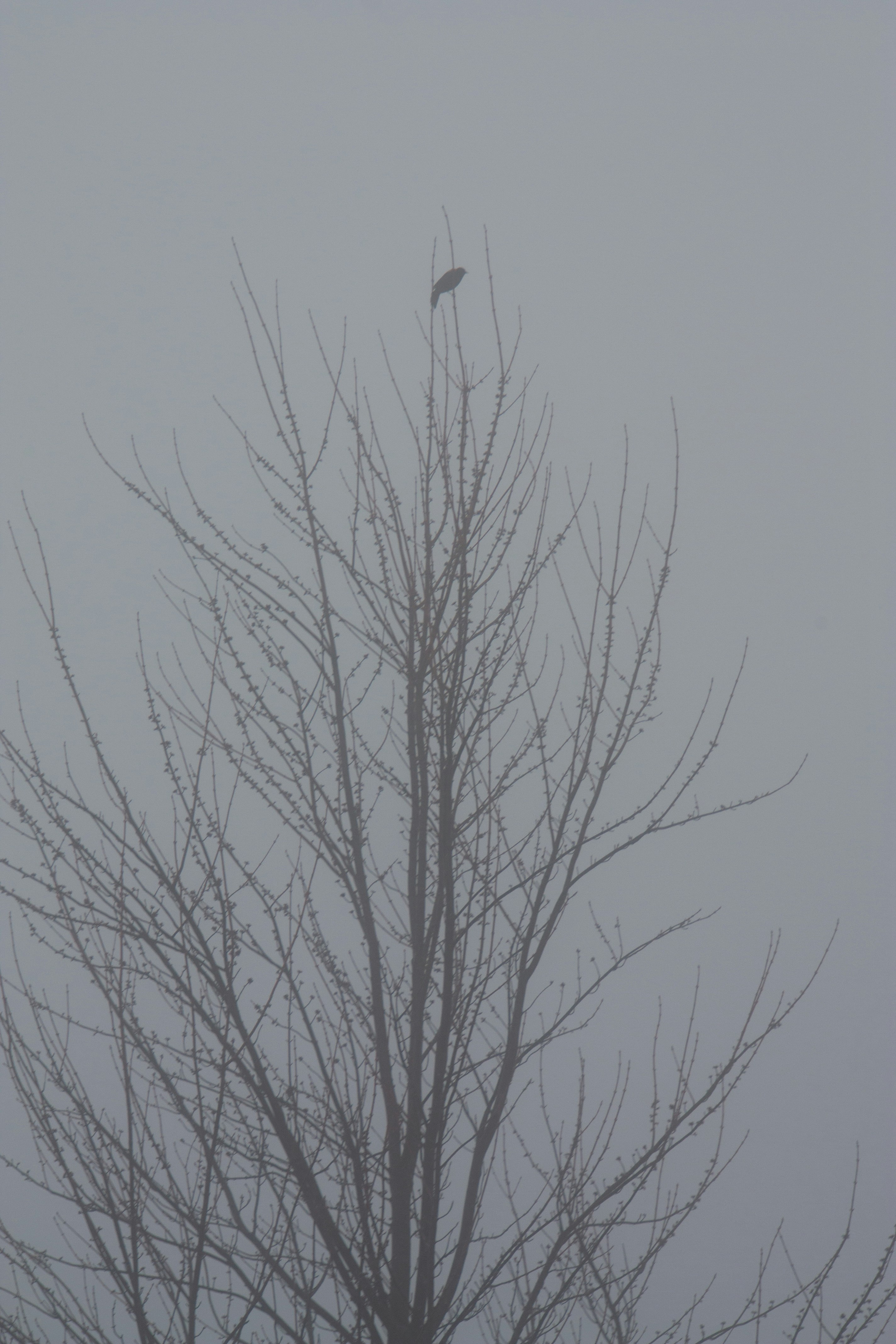Perched Silhouette: A lone bird atop a winter-bare crown