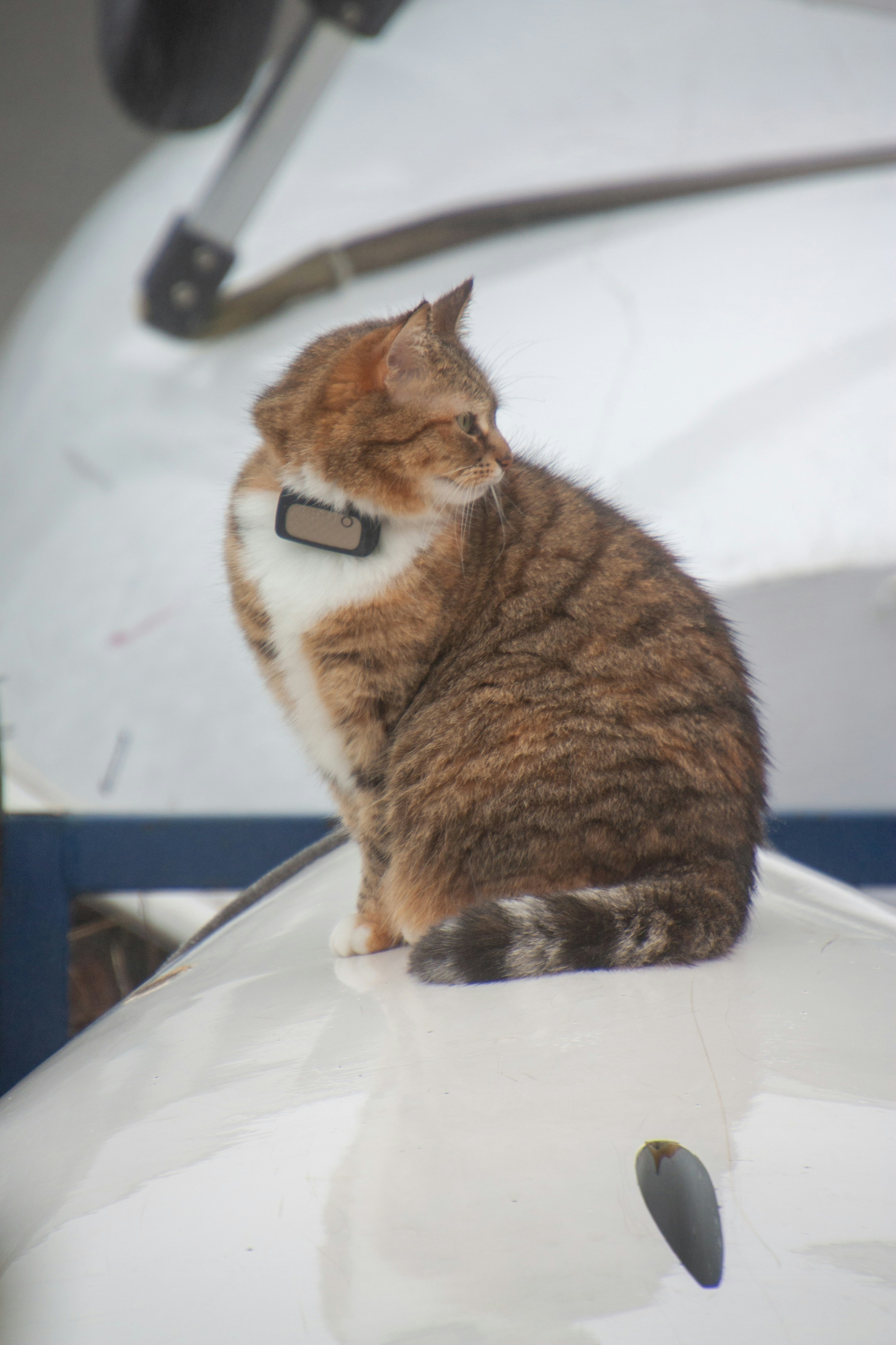 Curious Boatside Cat: Perched on a Seafaring Hull