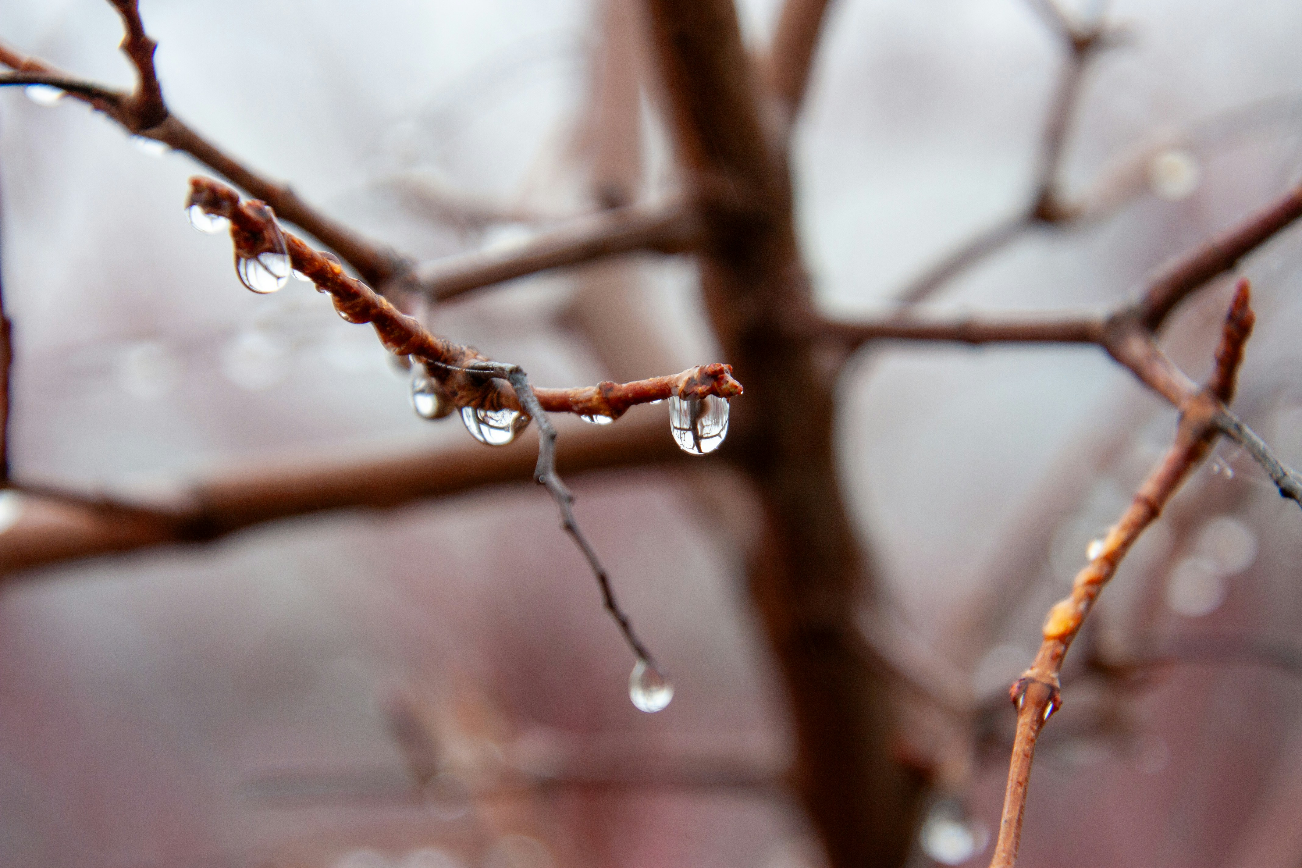 Dew-Glazed Branches: A Winter Whisper on Fragile Threads