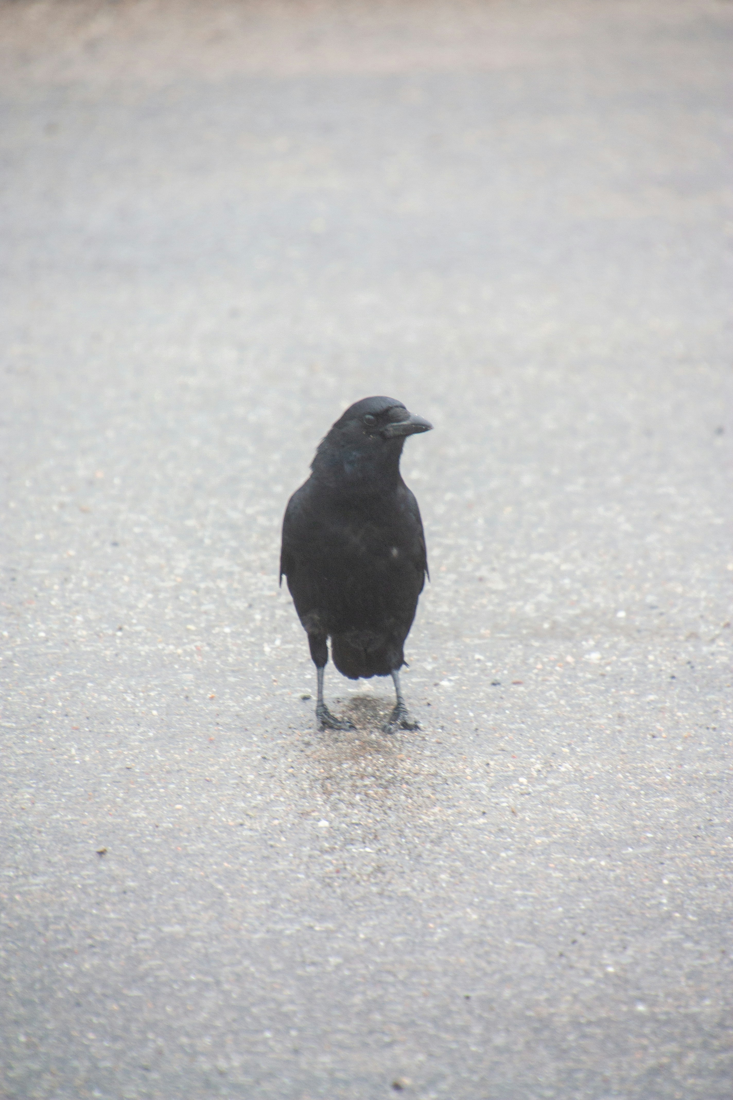 Mid-Stride silhouette: a lone crow on a rain-kissed roadway