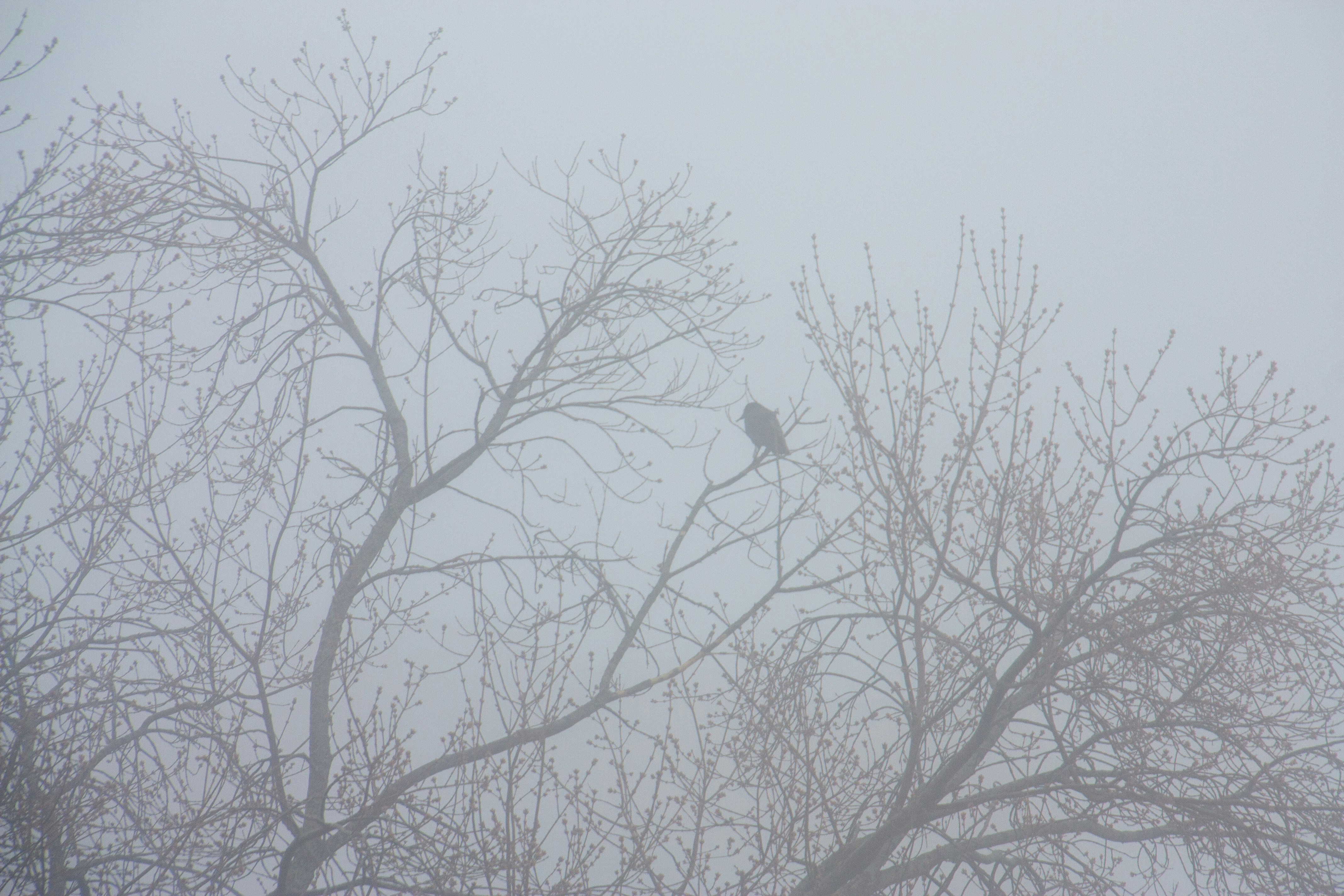 Misty Silence: A Lone Bird in Winter's Veil