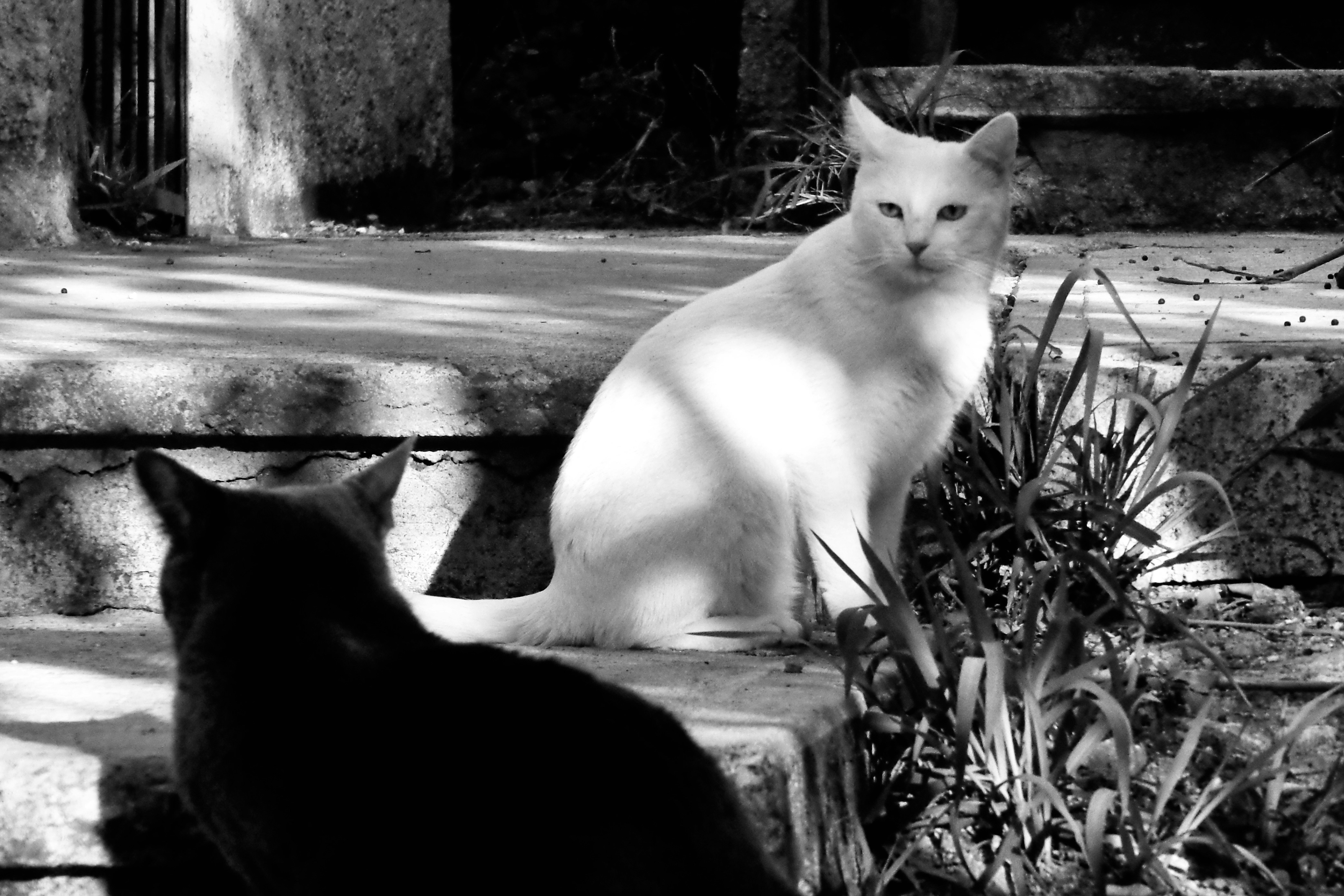Two Cats in Dappled Shade: A Quiet Moment in Stone Steps