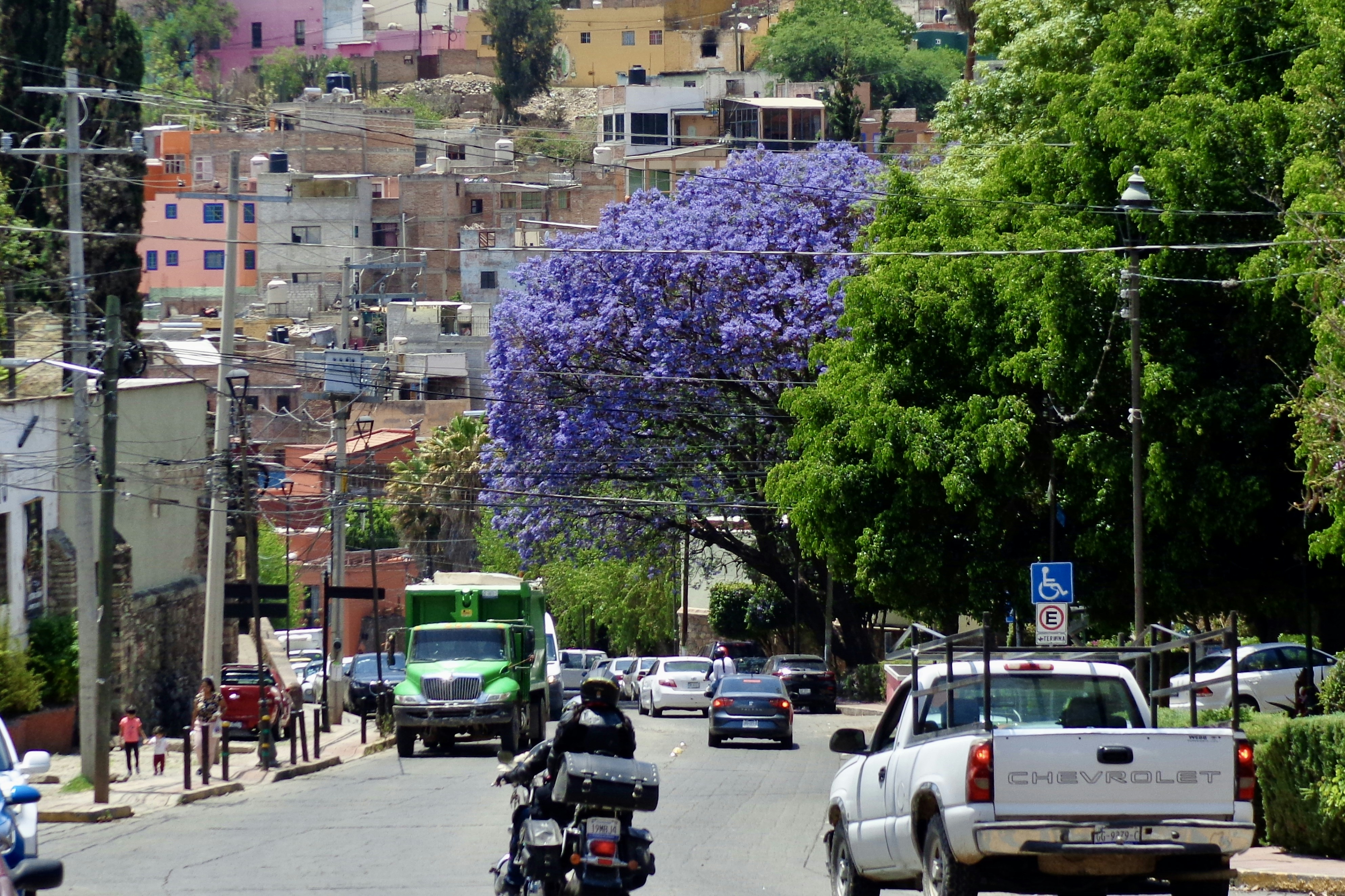 Vibrant Avenida: a street framed by a flowering jacaranda and city traffic