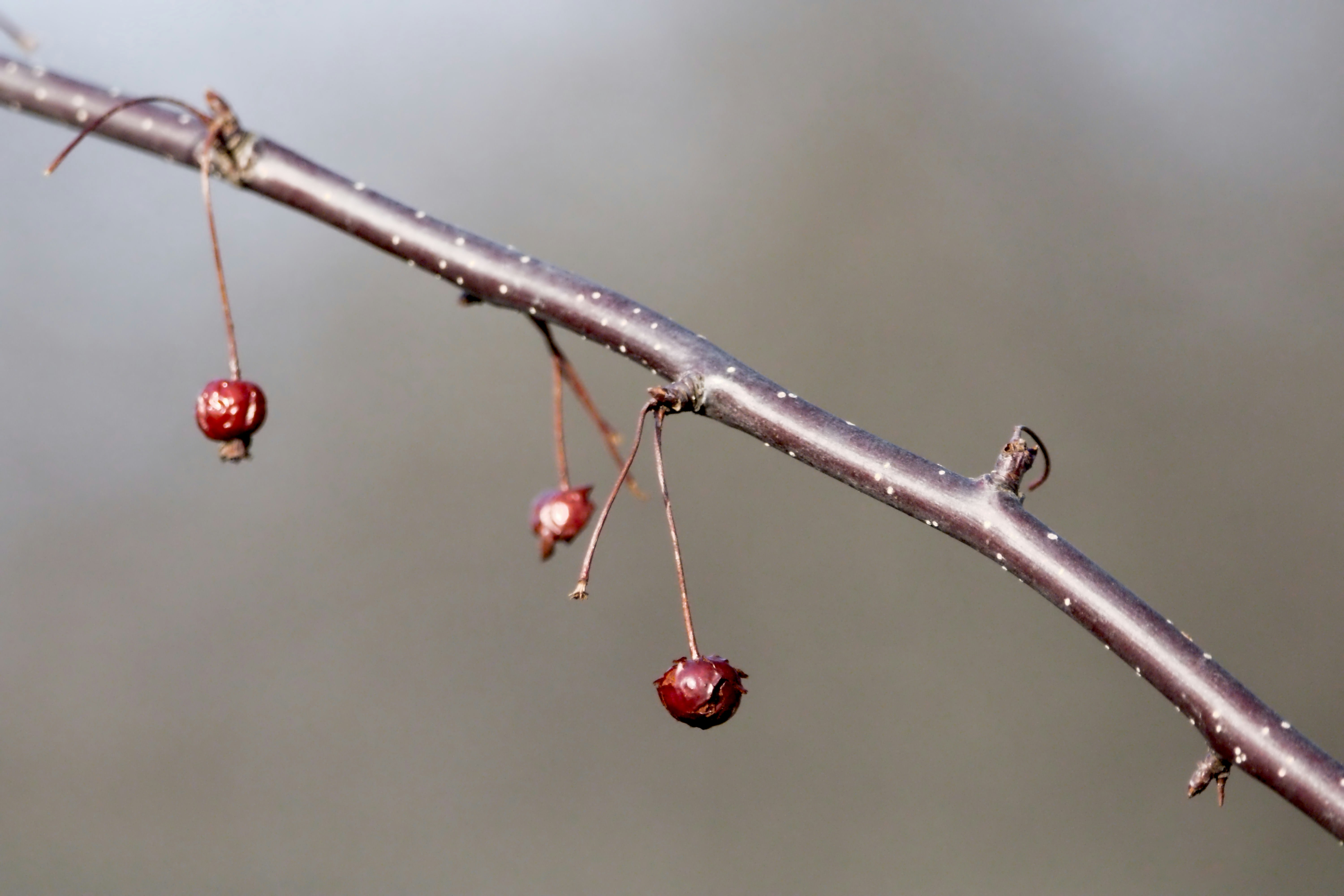 Tiny Red Orbs on a Withered Branch