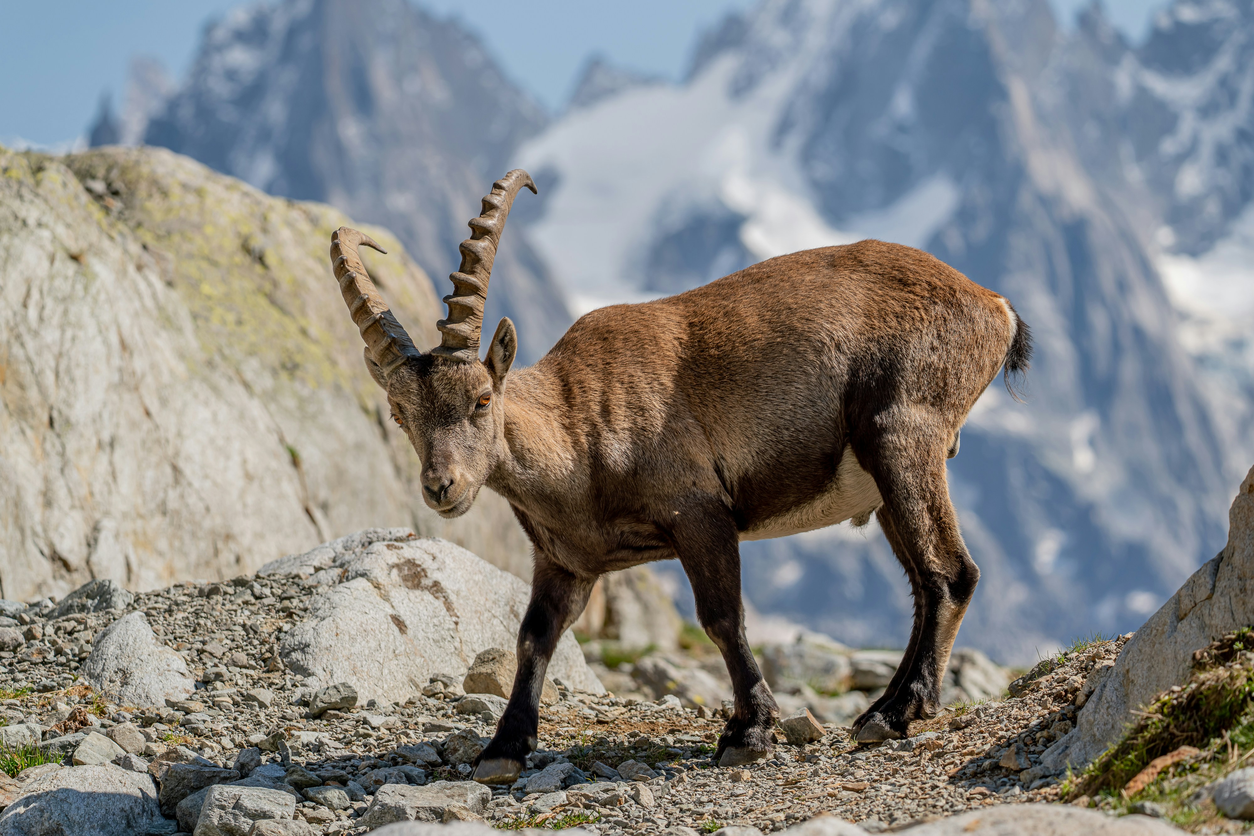 Alpine Ram on the Edge: A Mountain Pass Encounter