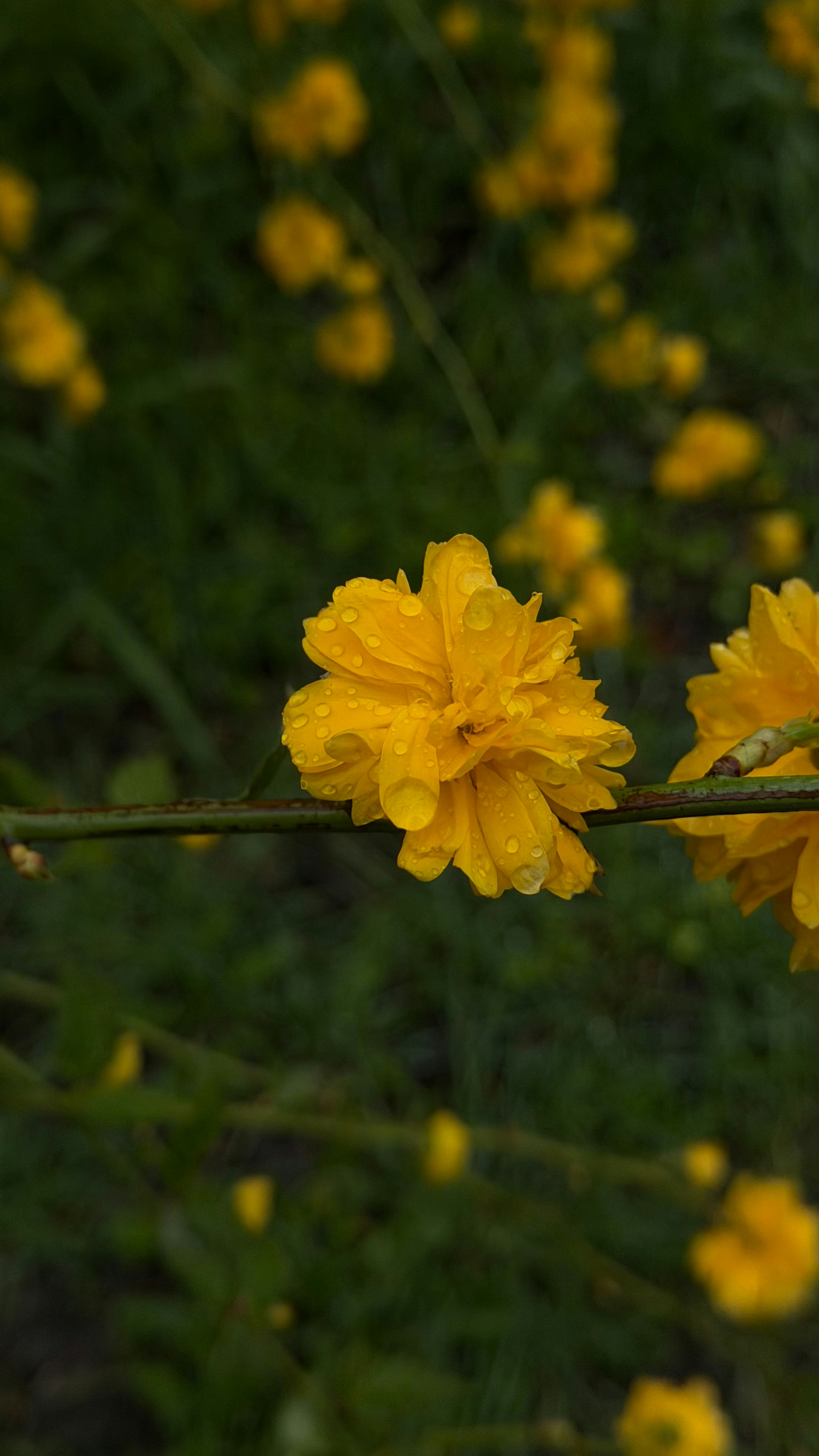 Golden Blossom on a Dew-kissed Wire