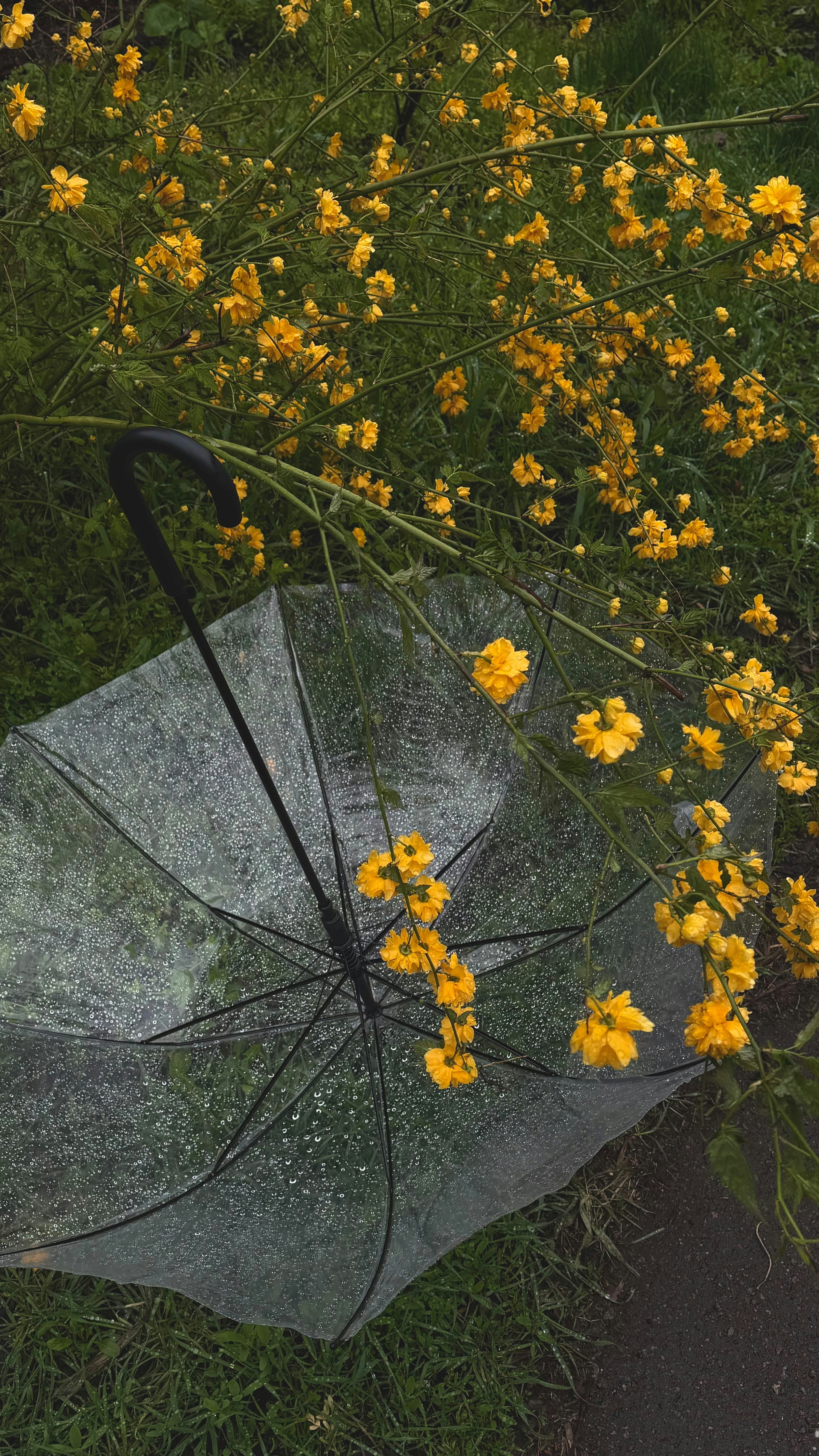 Yellow blossoms shelter under a rain-dotted umbrella