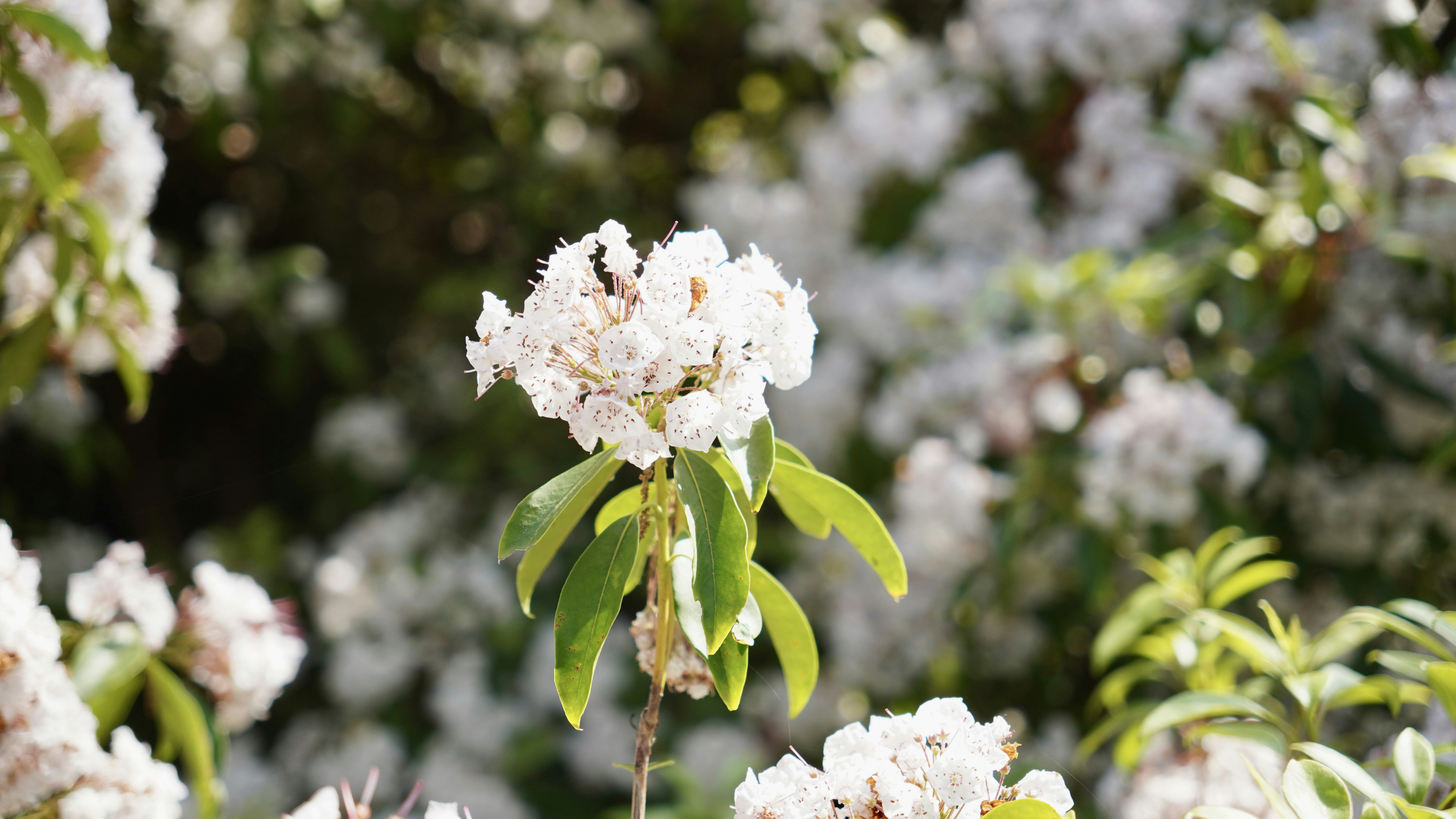 Whispering White Blossoms in Sunlit Garden