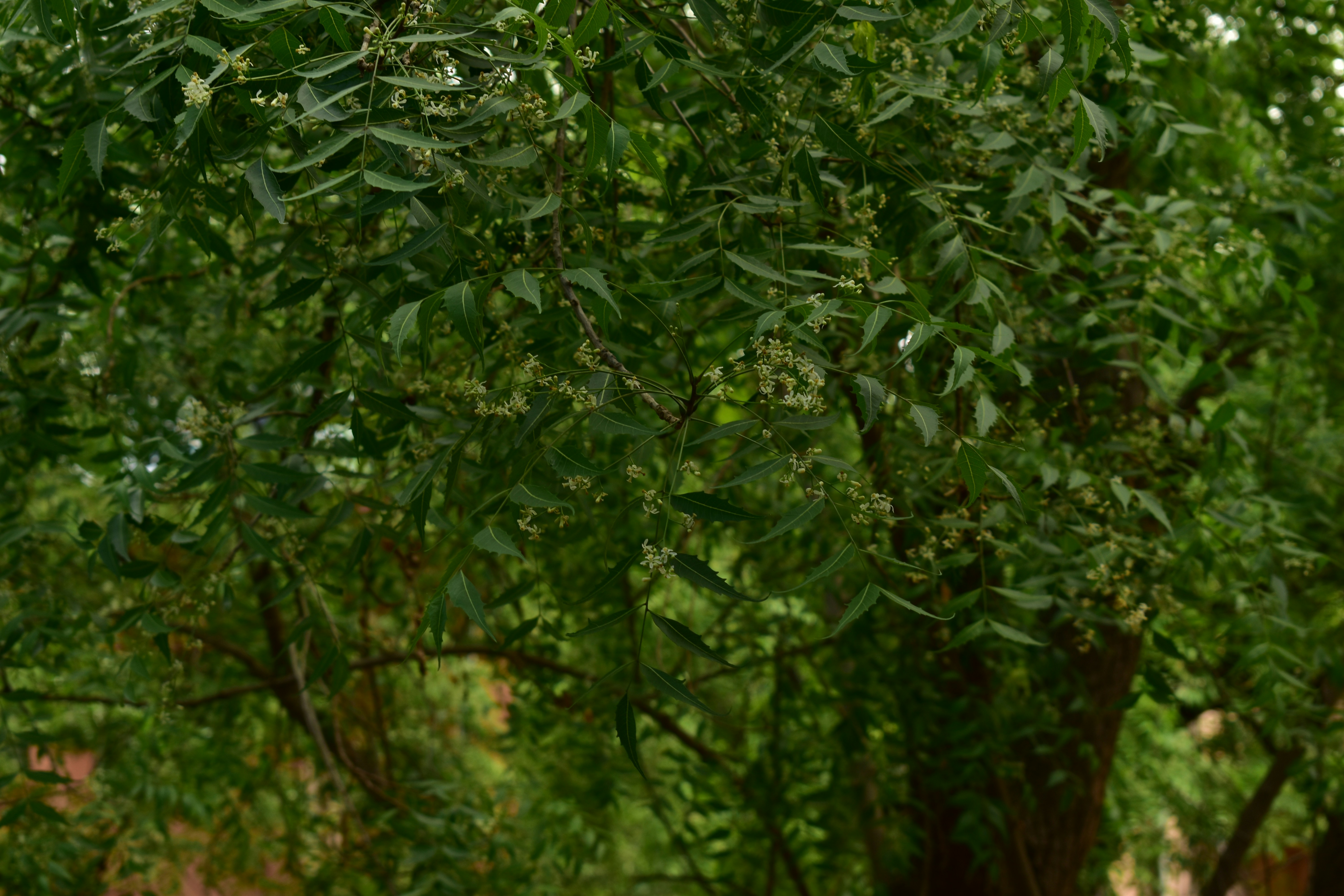 Leafy Veil Above a Tranquil Orchard