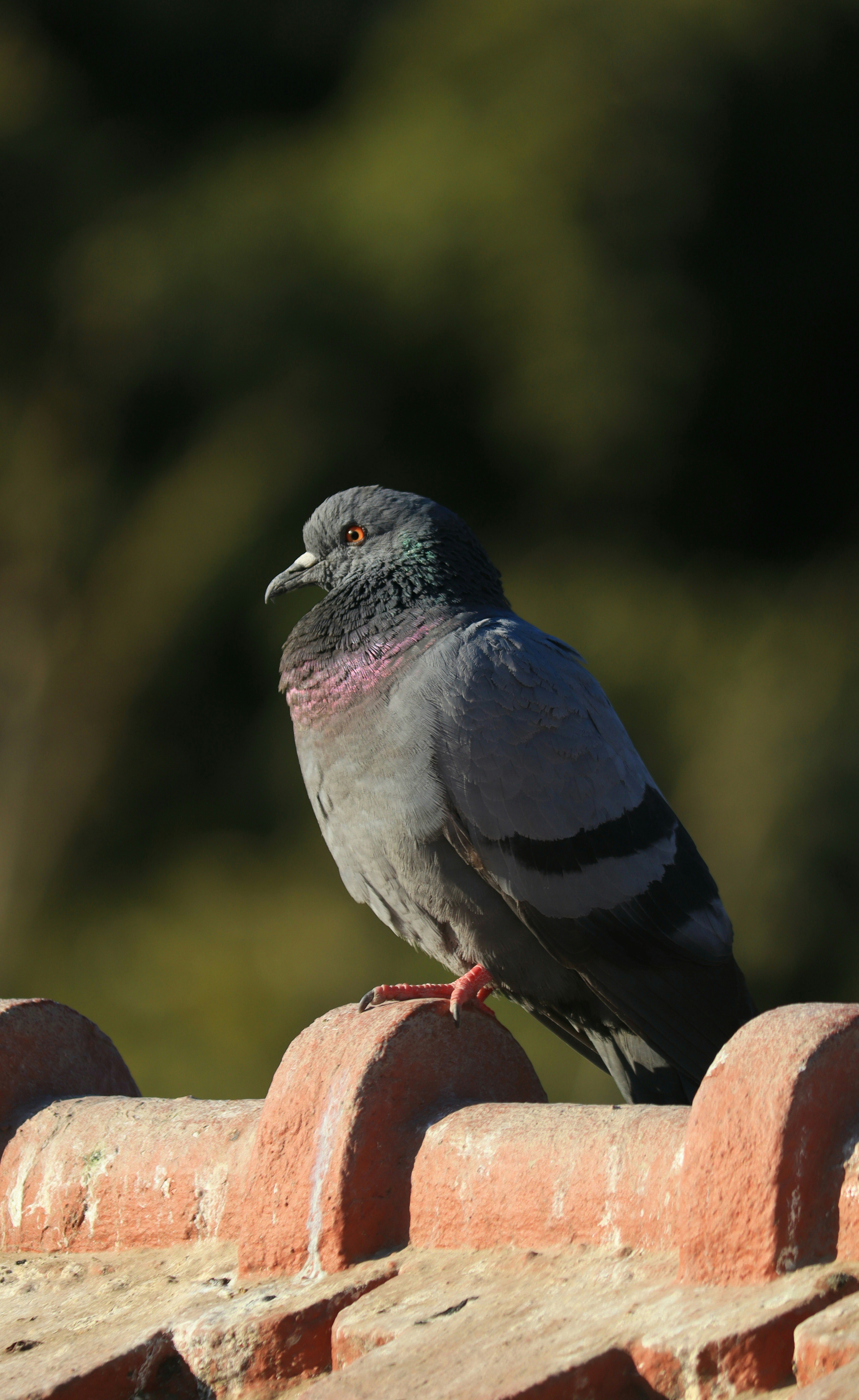 Pigeon Perched on Terracotta Ridge