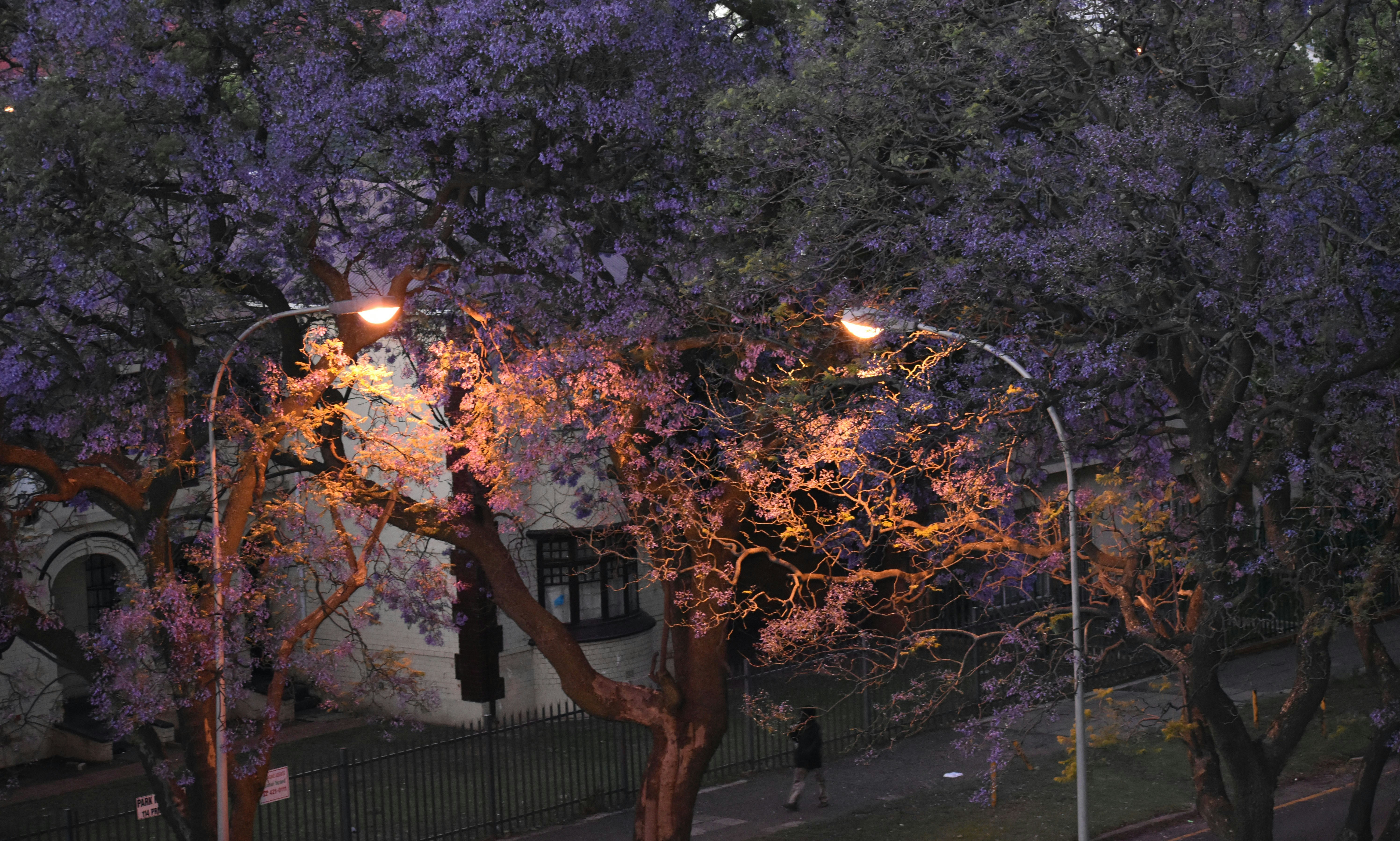 Evening Lanterns Behind Lavender Blooming Canopies