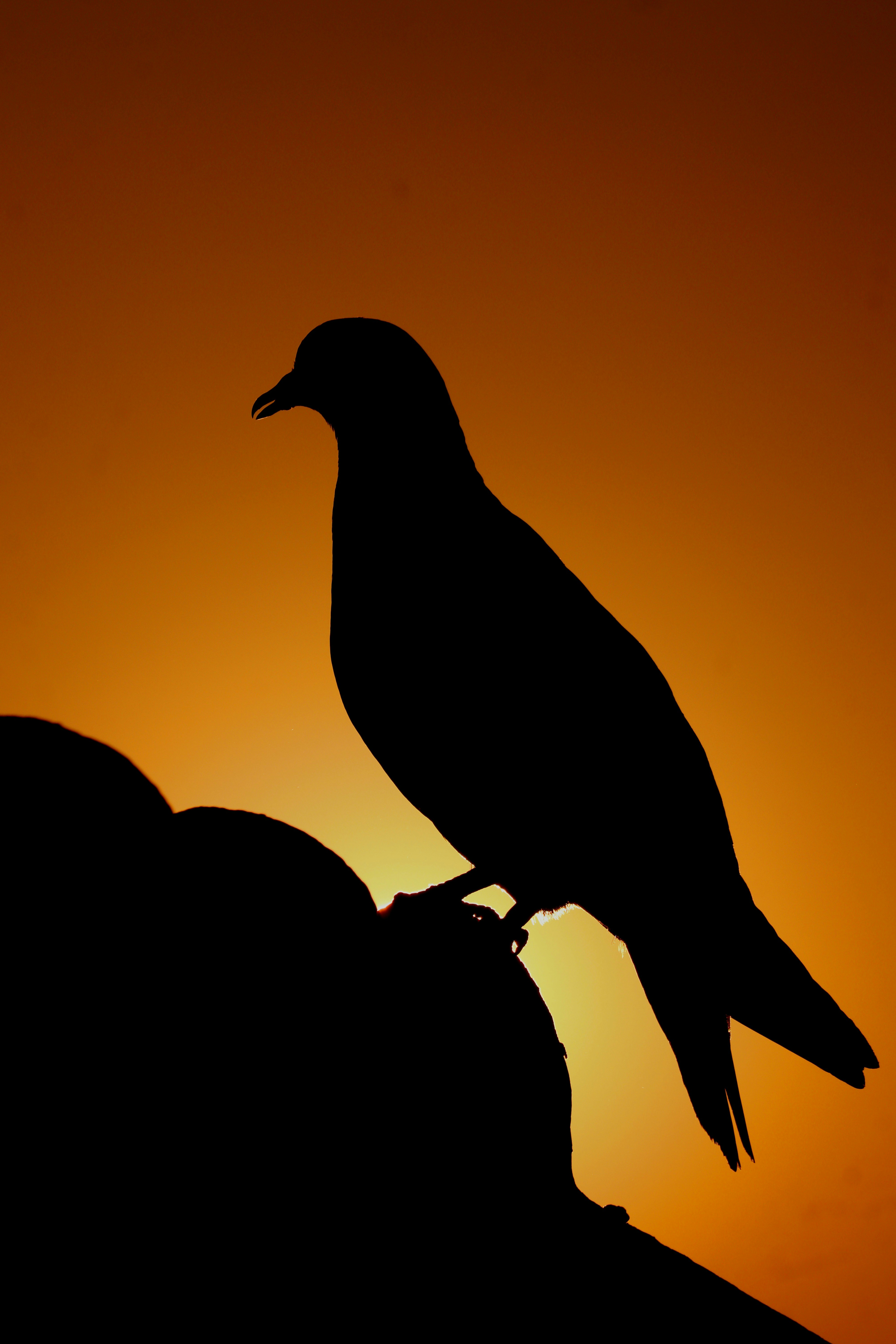 Silhouette at Sunset: A Lone Dove Perched Against Ember Sky