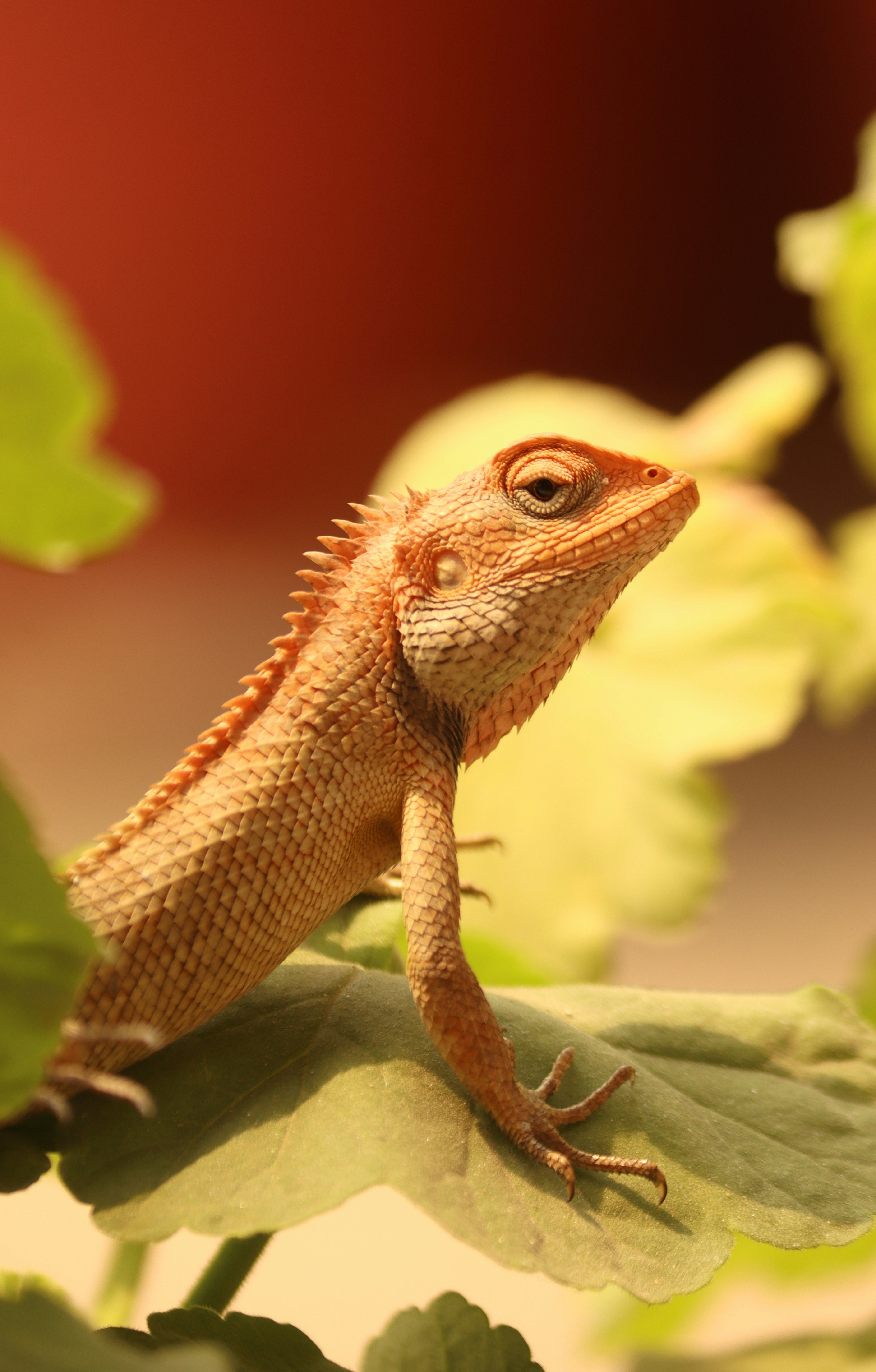 Perched Alert: A Tiny Lizard Reaches Toward the Light