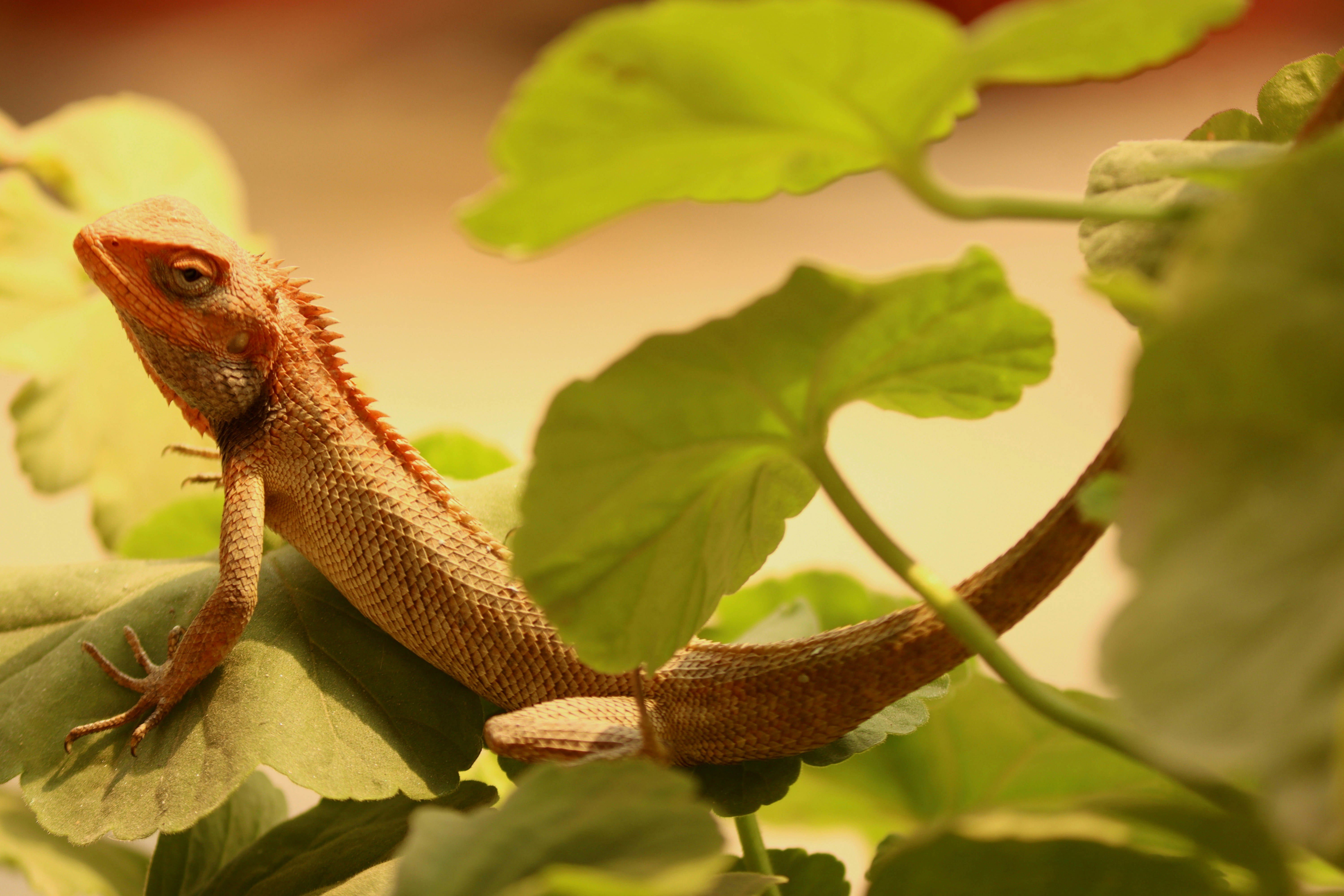 Crested Anole on Vine: Sunlit Stance Amid Green Veil