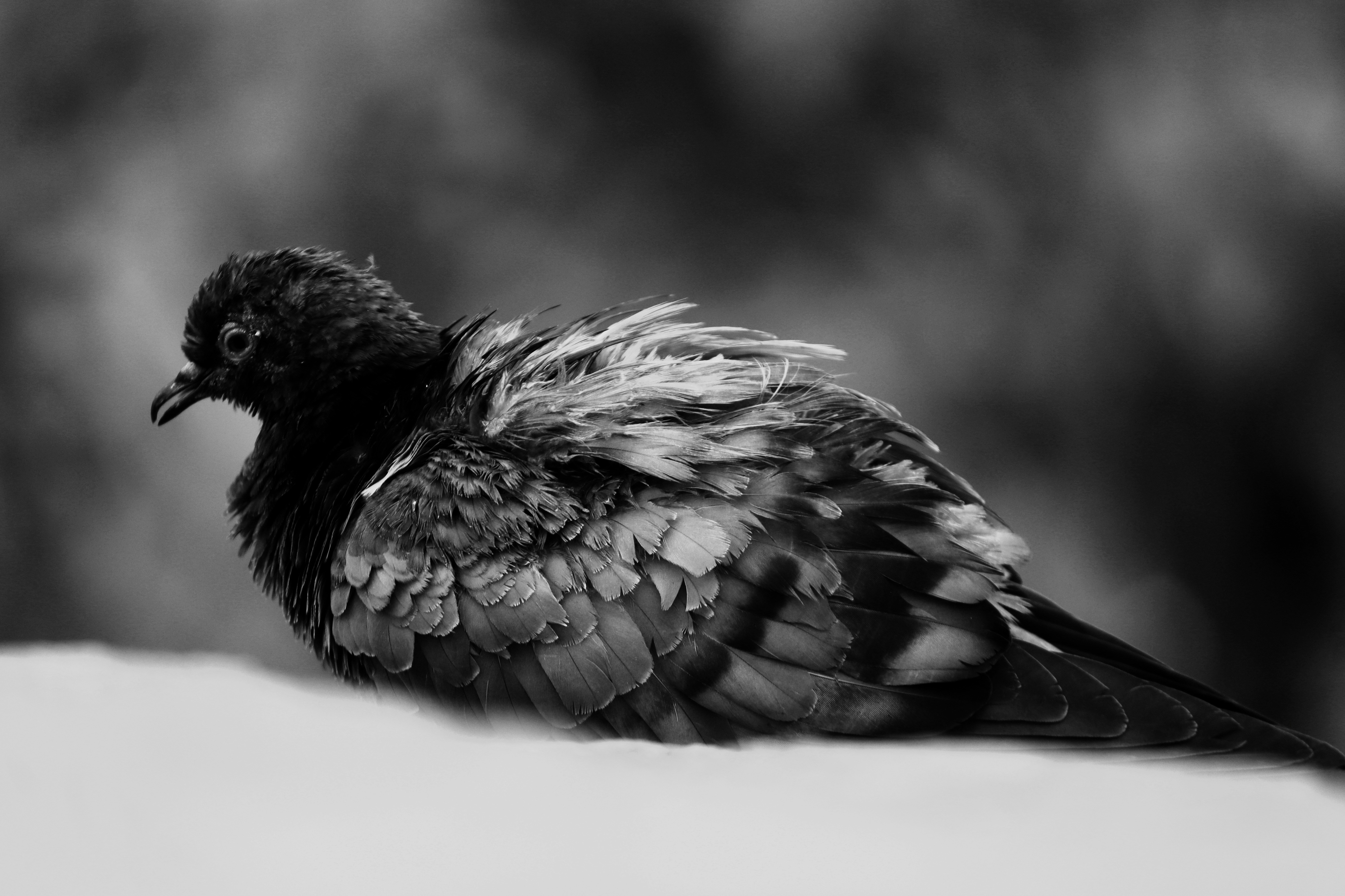 Monochrome Dove: A Quiet Moment on Snow