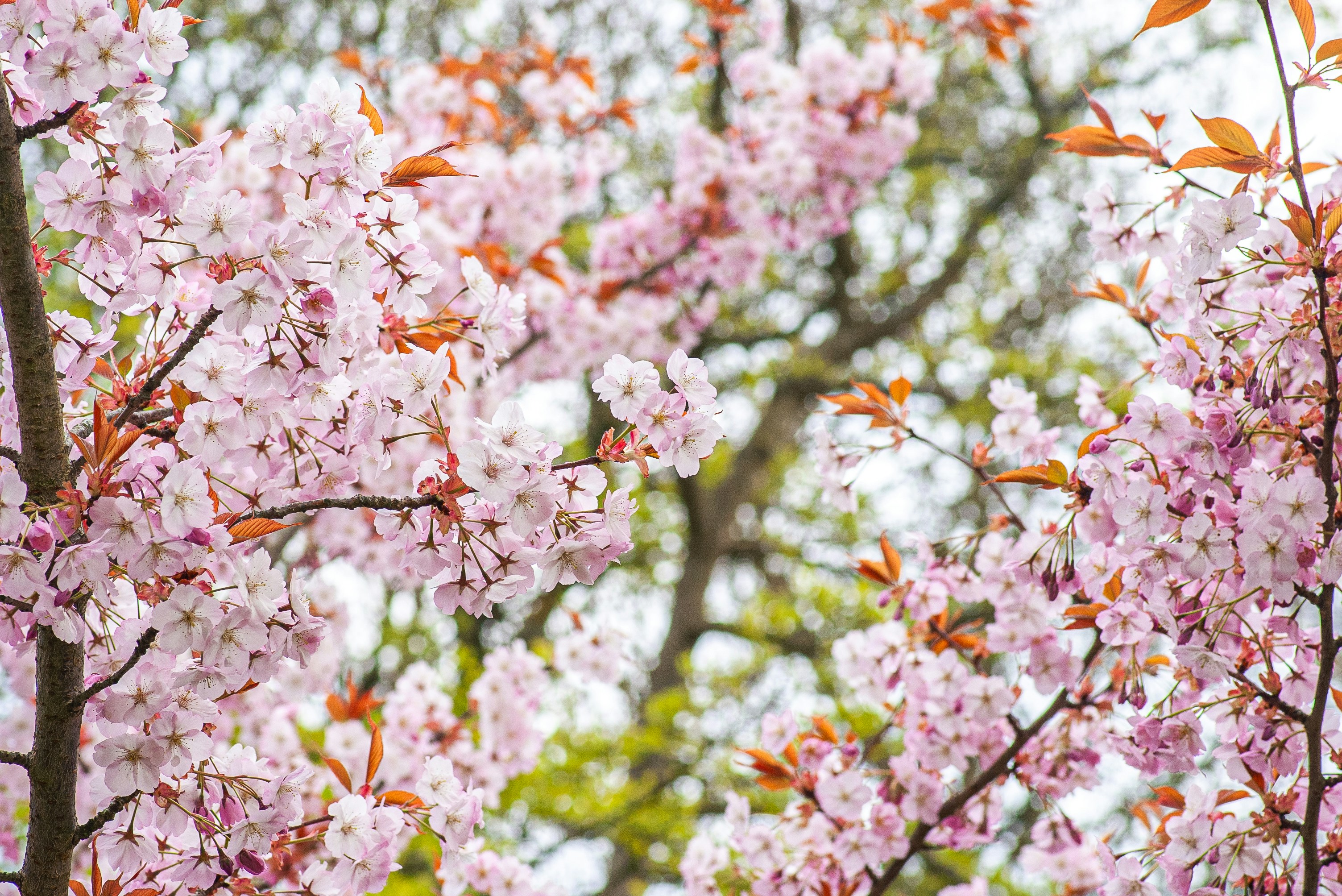 Pink cherry blossoms on a tree branch