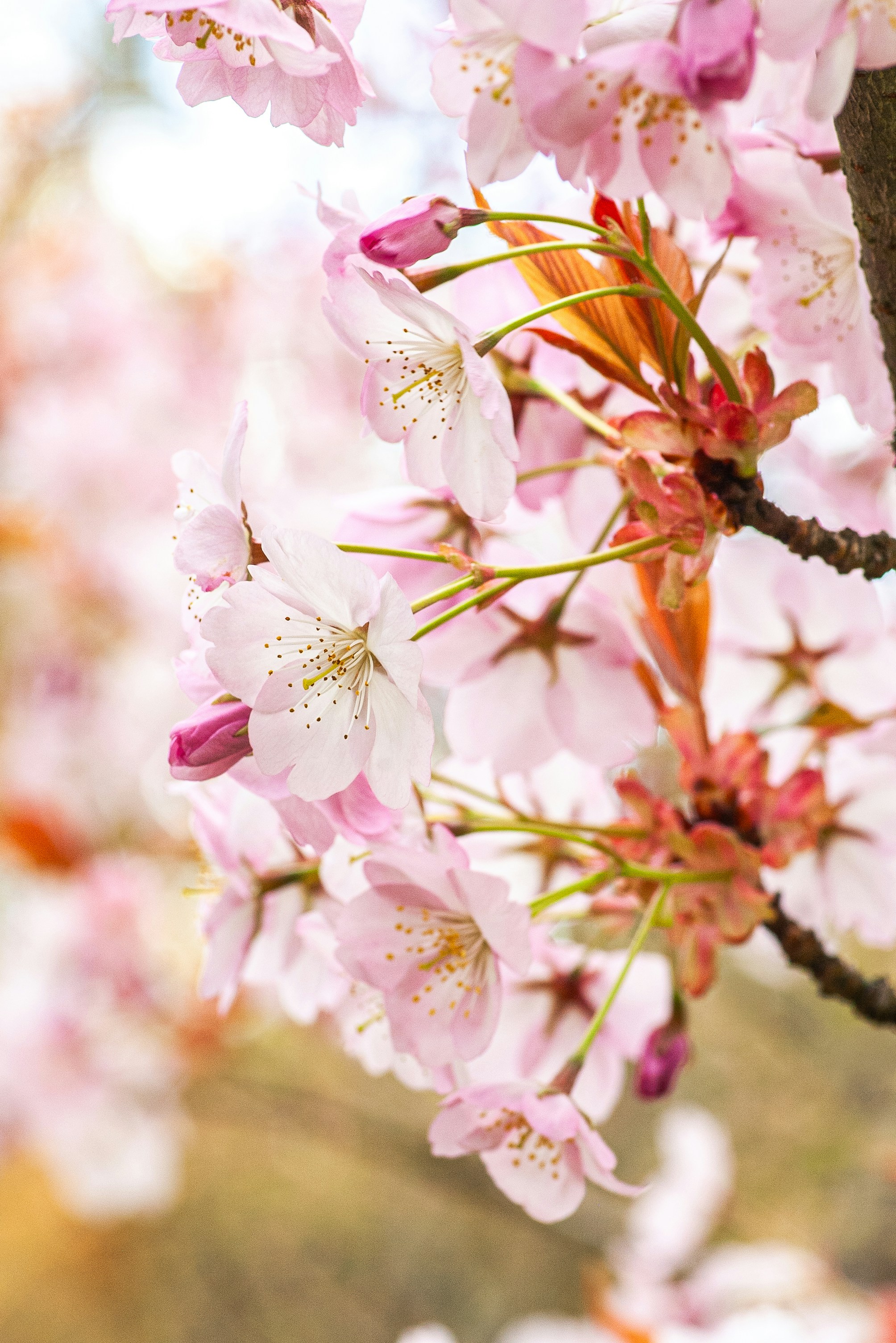Blossoms in Soft Focus: A Portrait of Spring Petals
