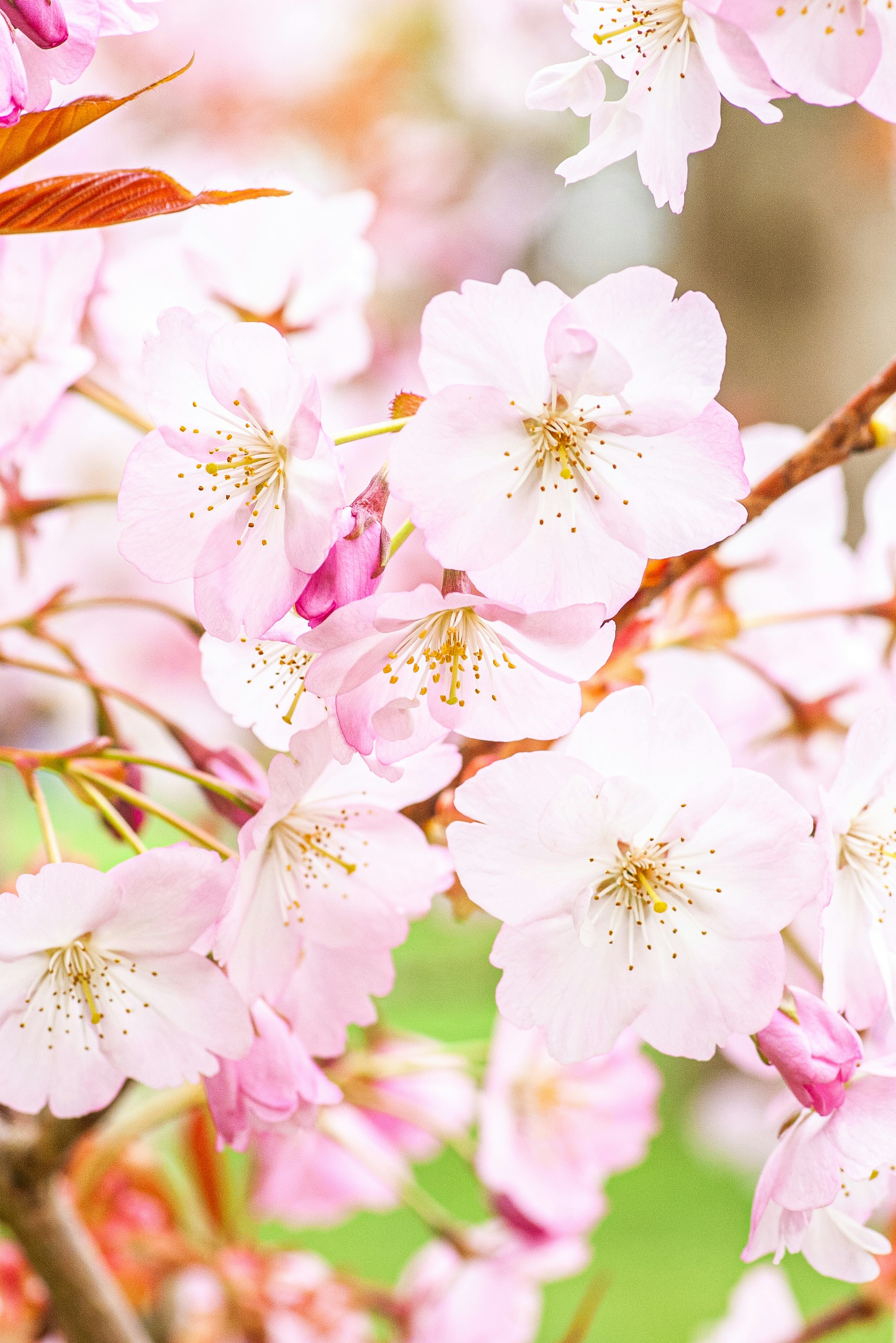 Soft Petal Chorus: Spring Sakura in Bloom