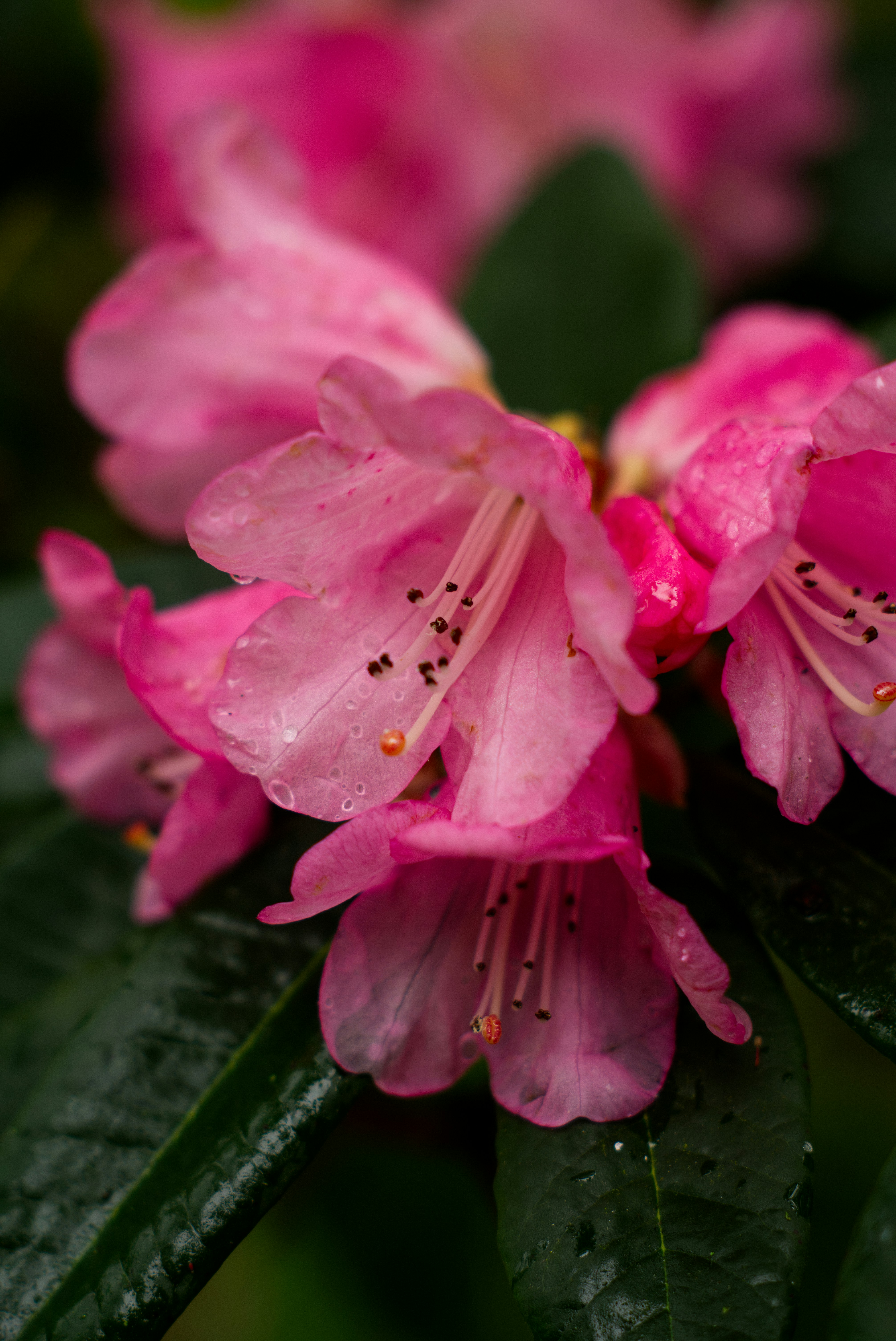 Soft Pink Rhododendron Bloom with Dew-Kissed Petals